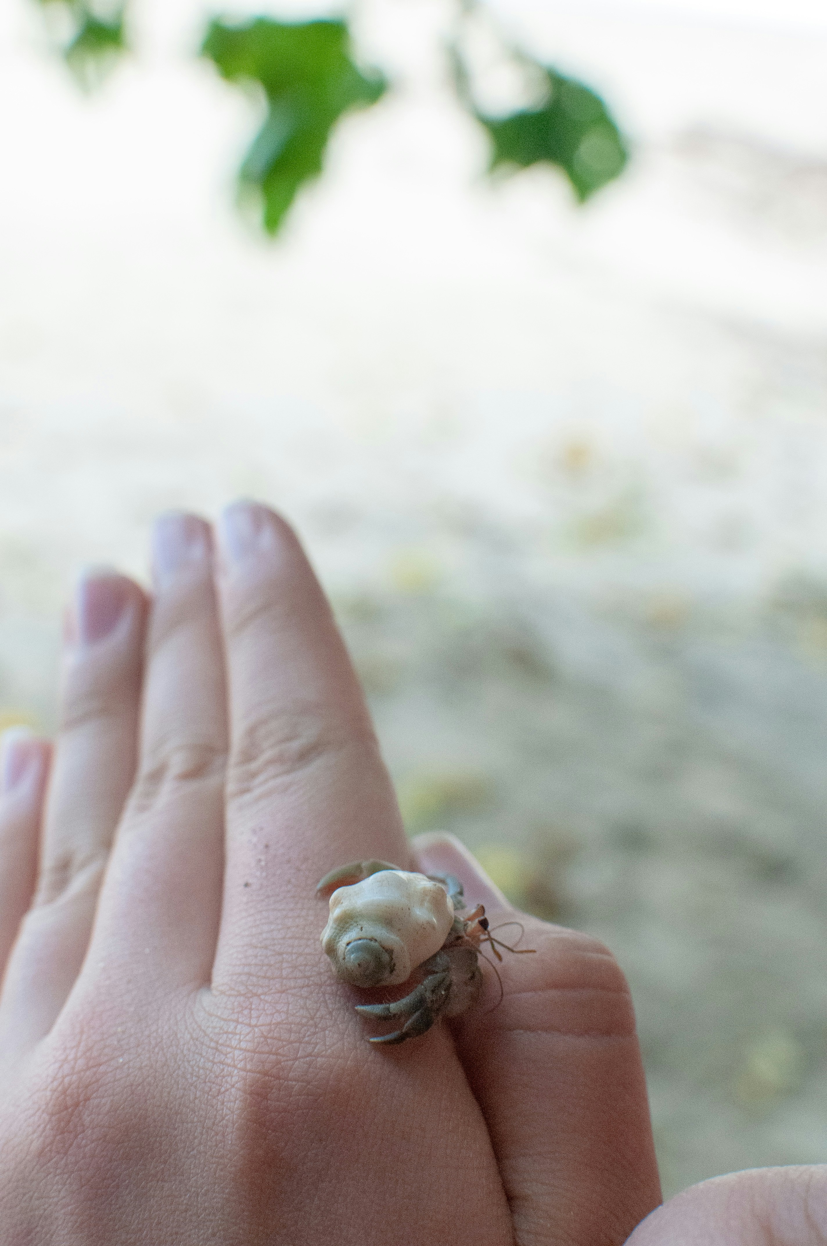 Gentle Ring of Ocean Calm: A Shell on Fingertips