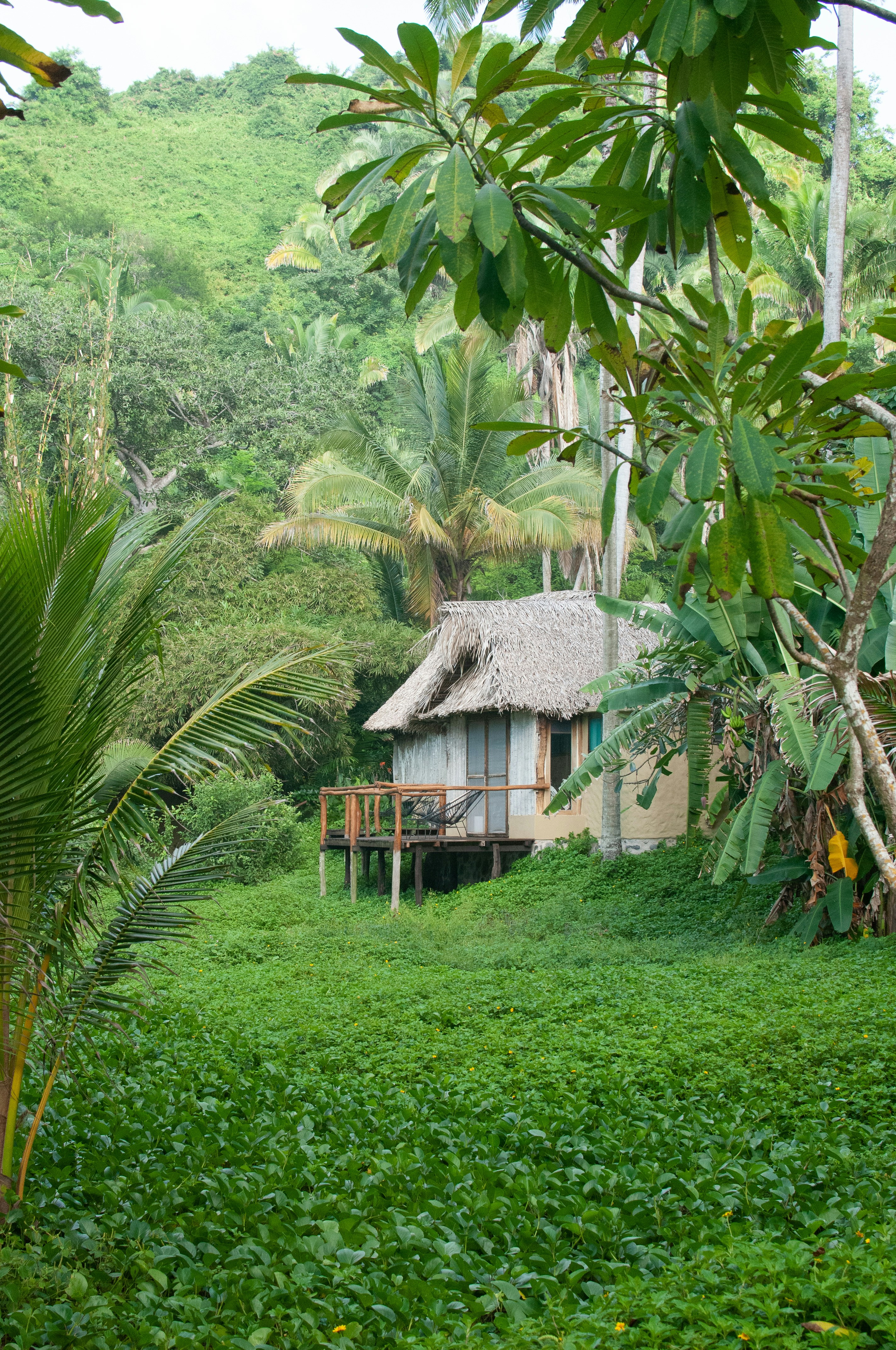 Thatched Cabin Amid a Green Cloak: A Quiet Paradise