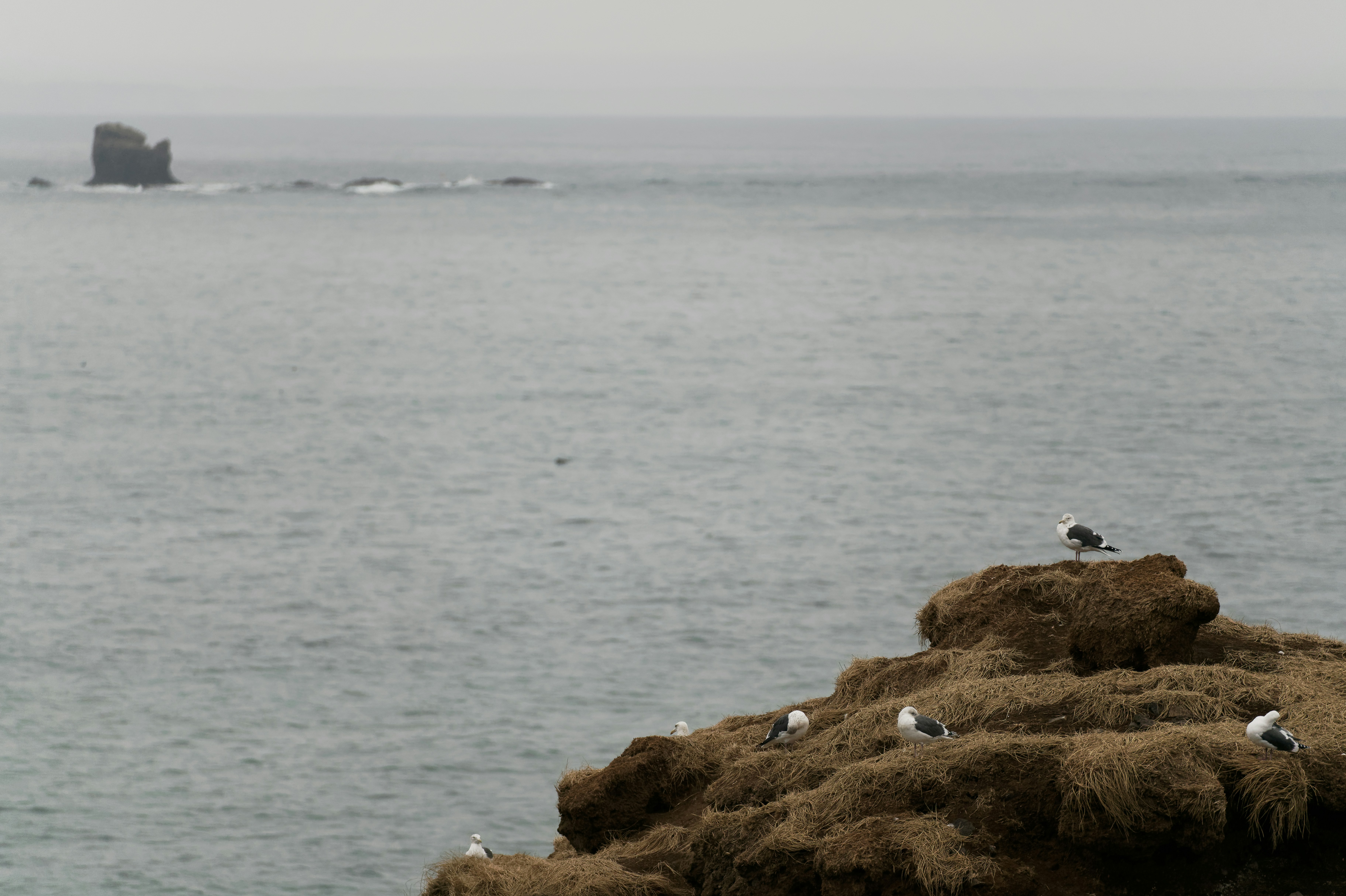 Seabird Outpost: Gulls Resting on Coastal Cliffs