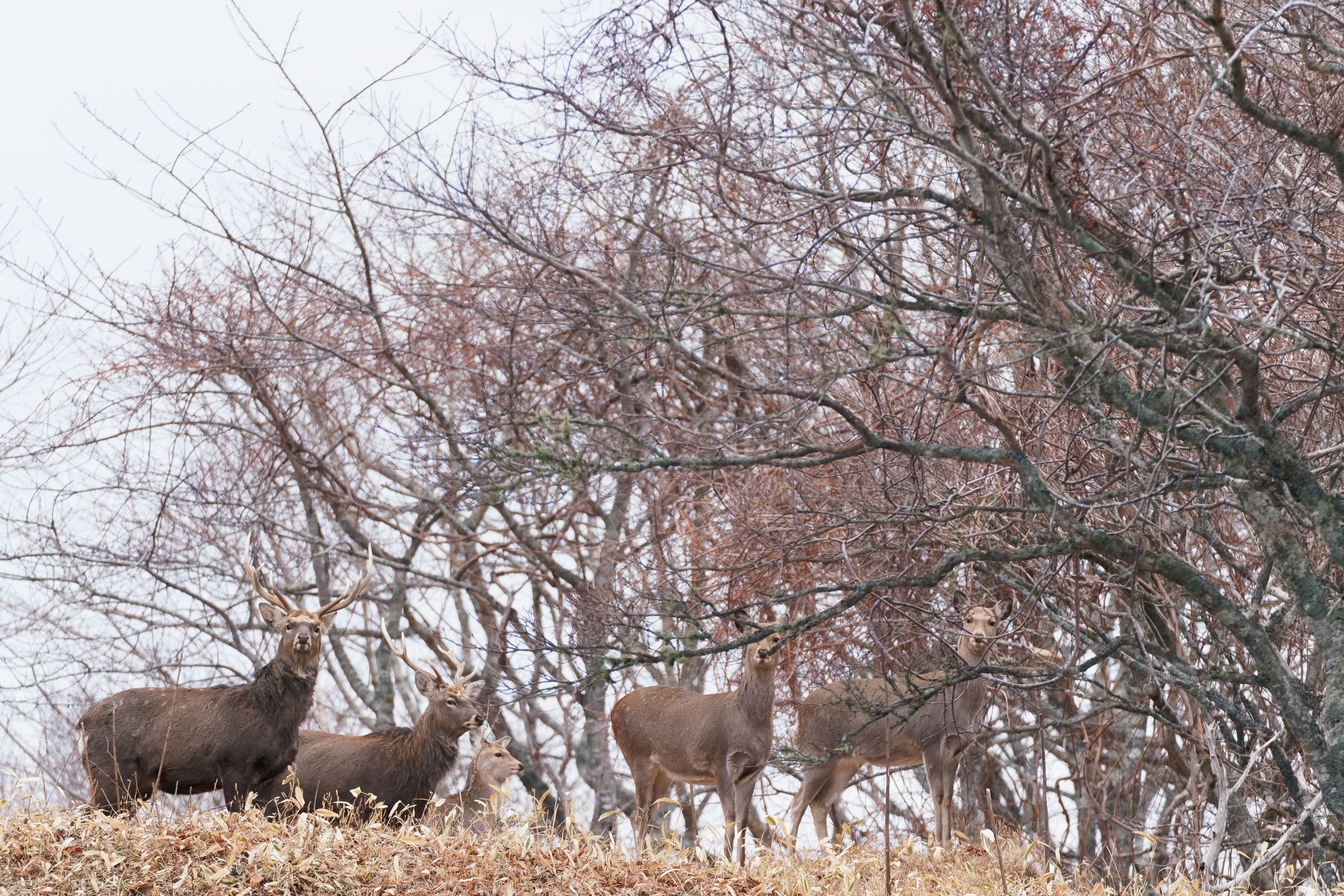 Herd of fallow deer at the edge of a budding orchard
