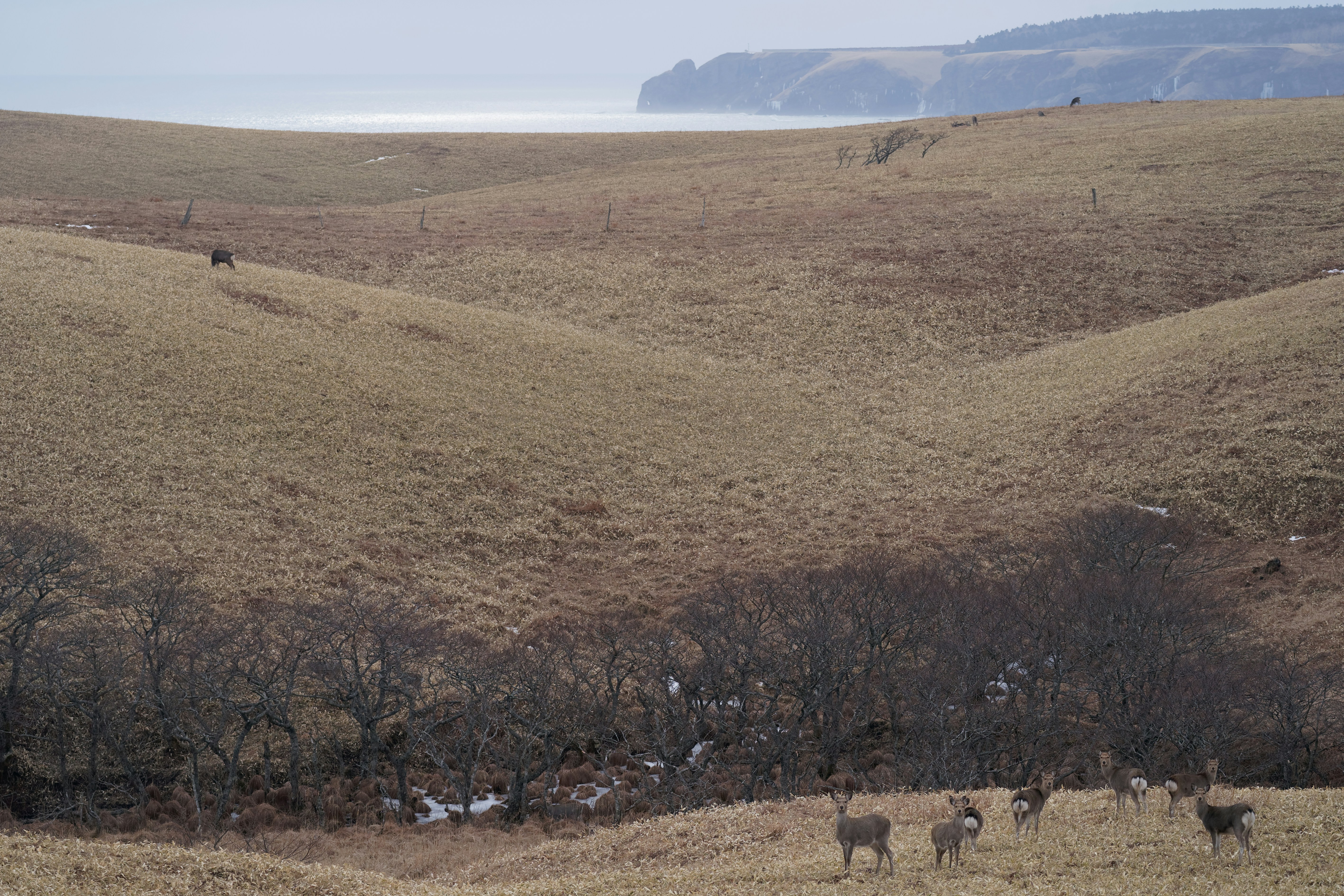 Horizon Ridge: Deer Beneath the Sparse Winter Brush