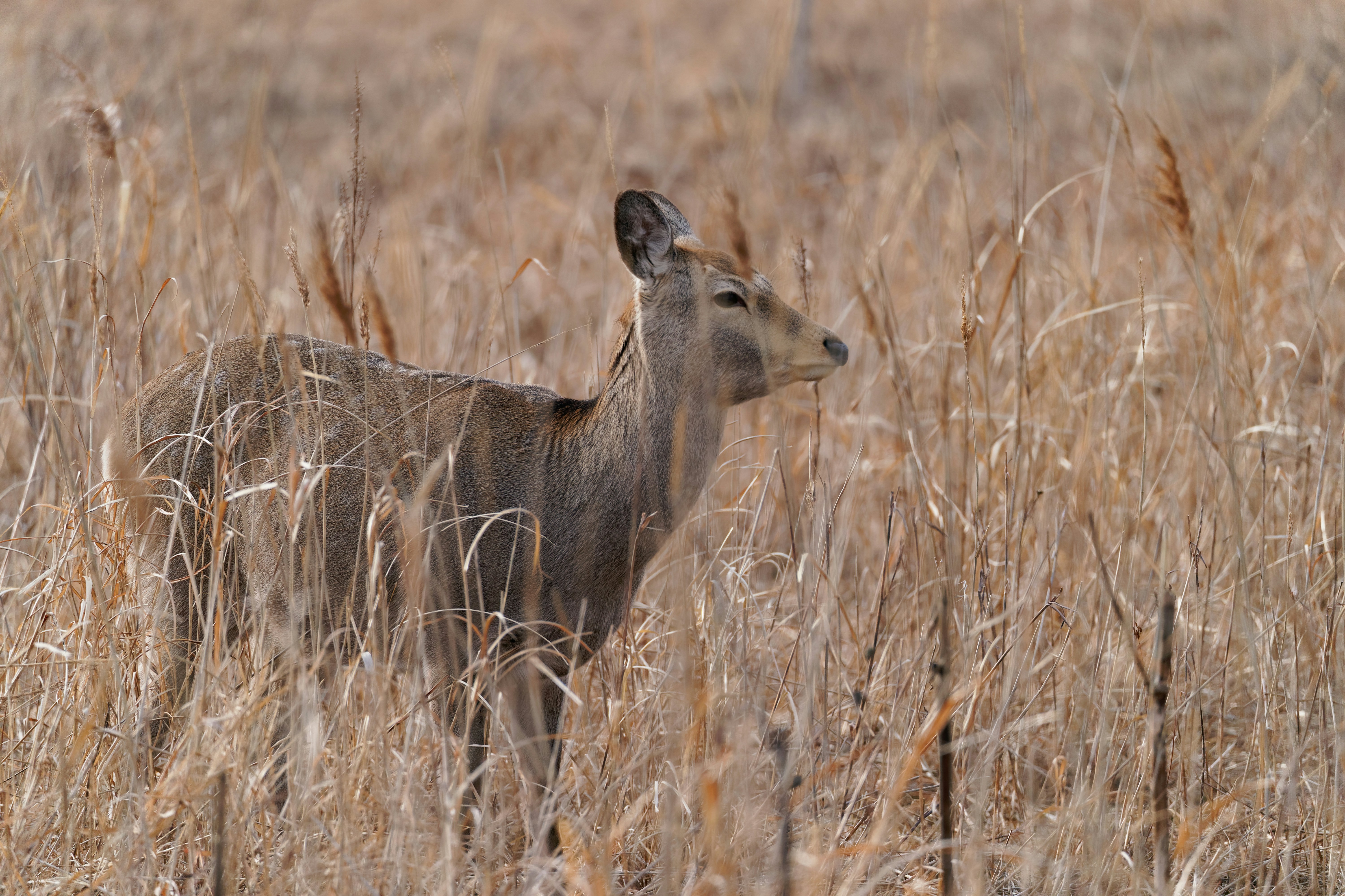 Silent Watcher in the Prairie Grasses