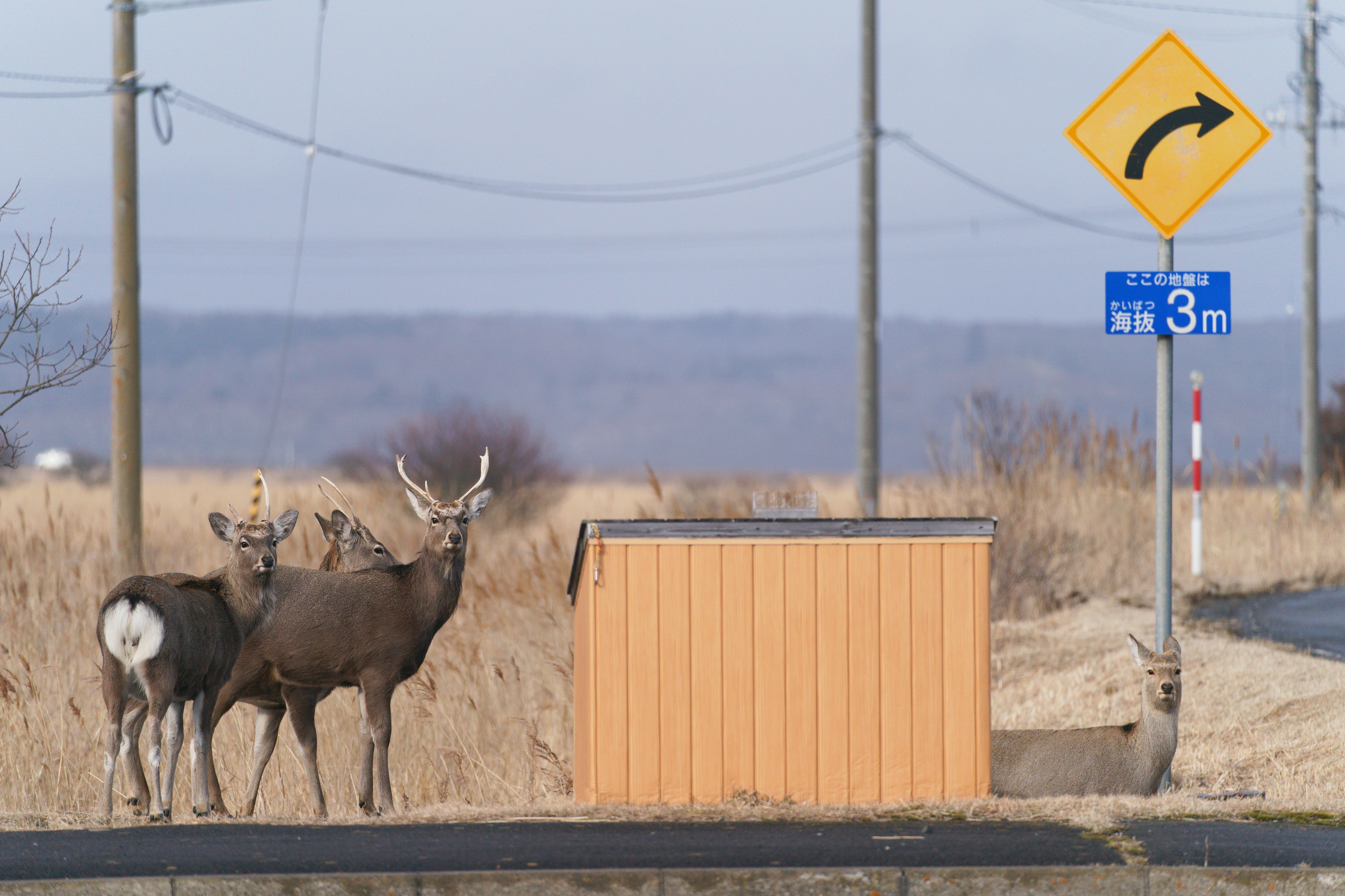 Roadside Refuge: A Small Herd Pauses by the Fence