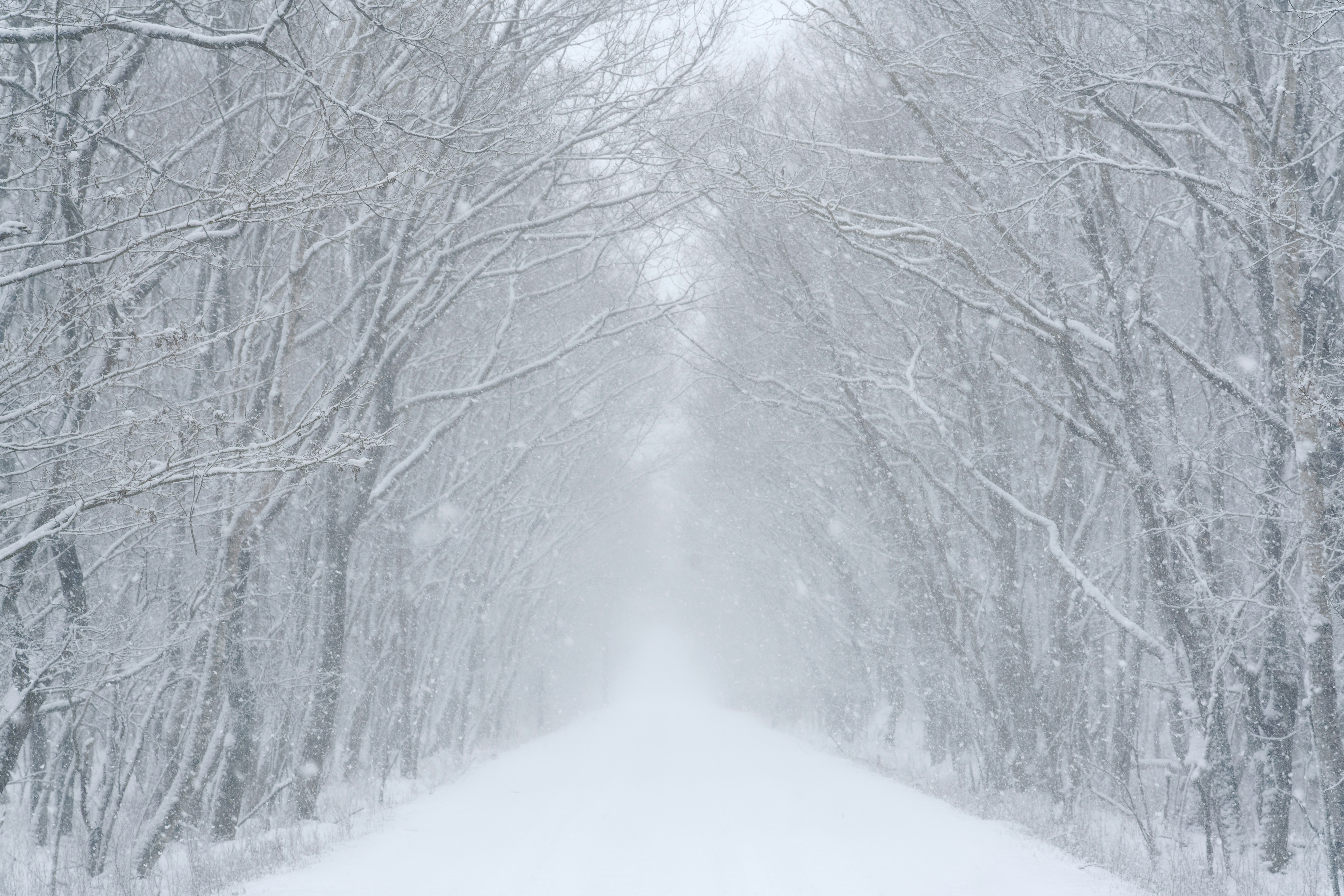 Snow Alley: A Silent Path Through Icy Trees