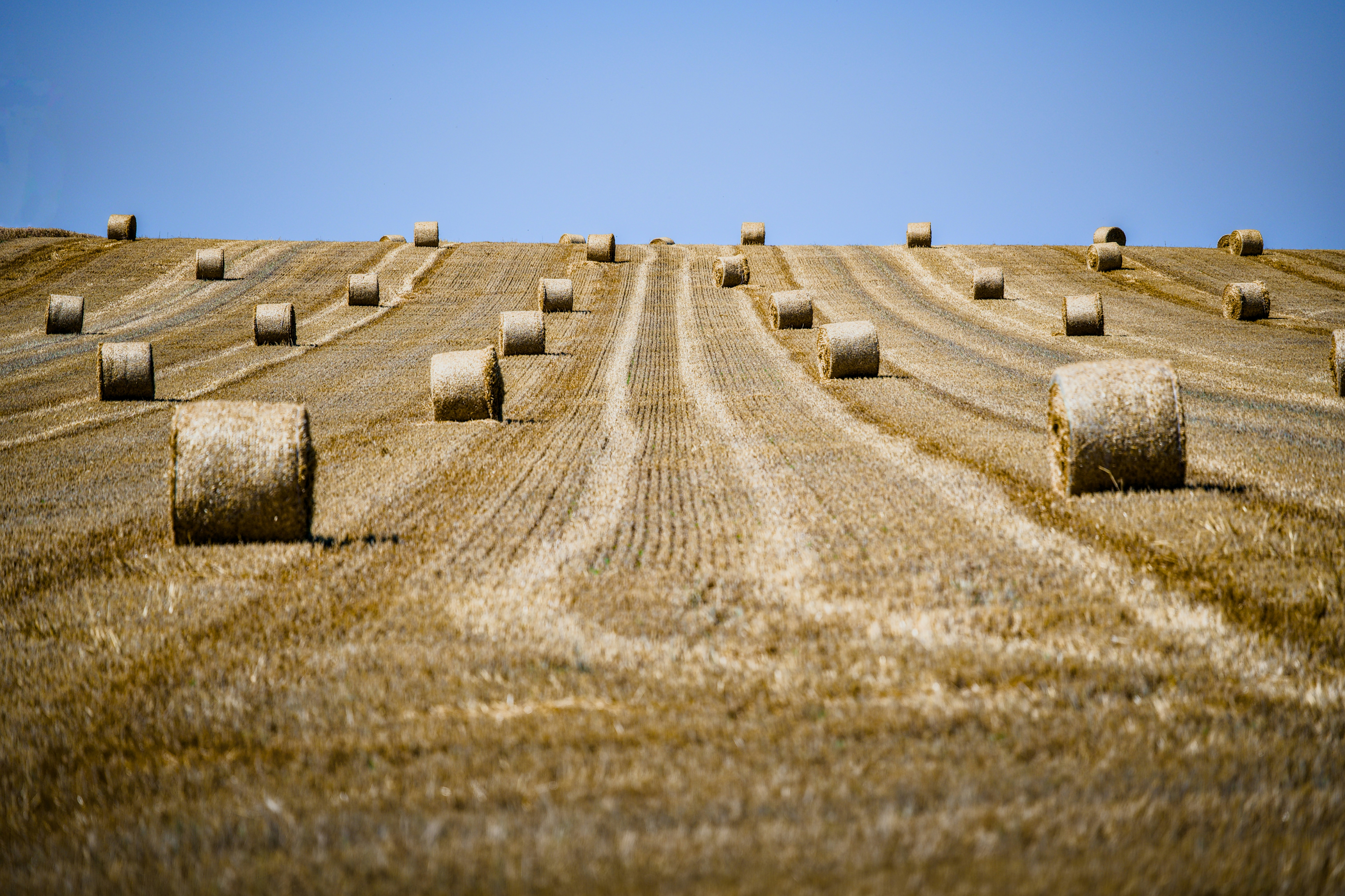 Golden Rows: Bales marching toward a blue horizon
