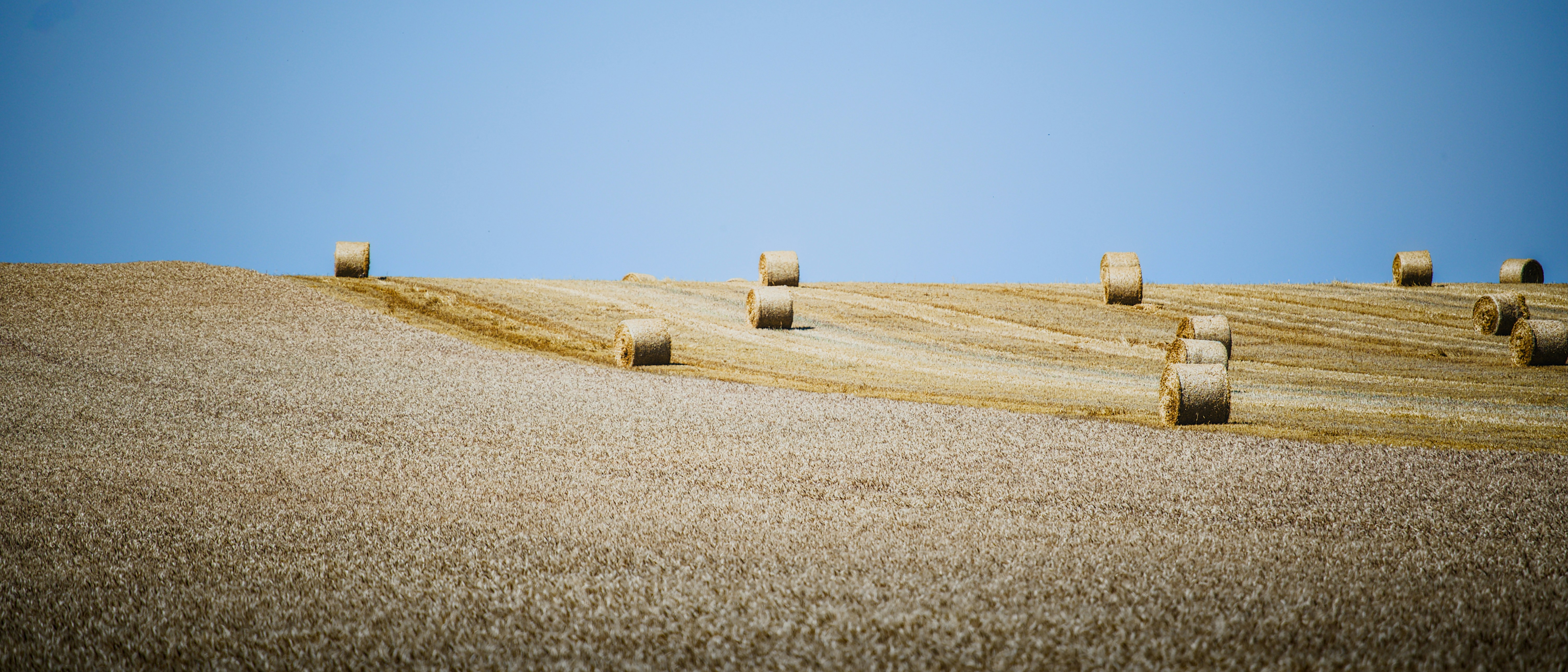 Golden Stalks in a Rolling Field Under Clear Blue