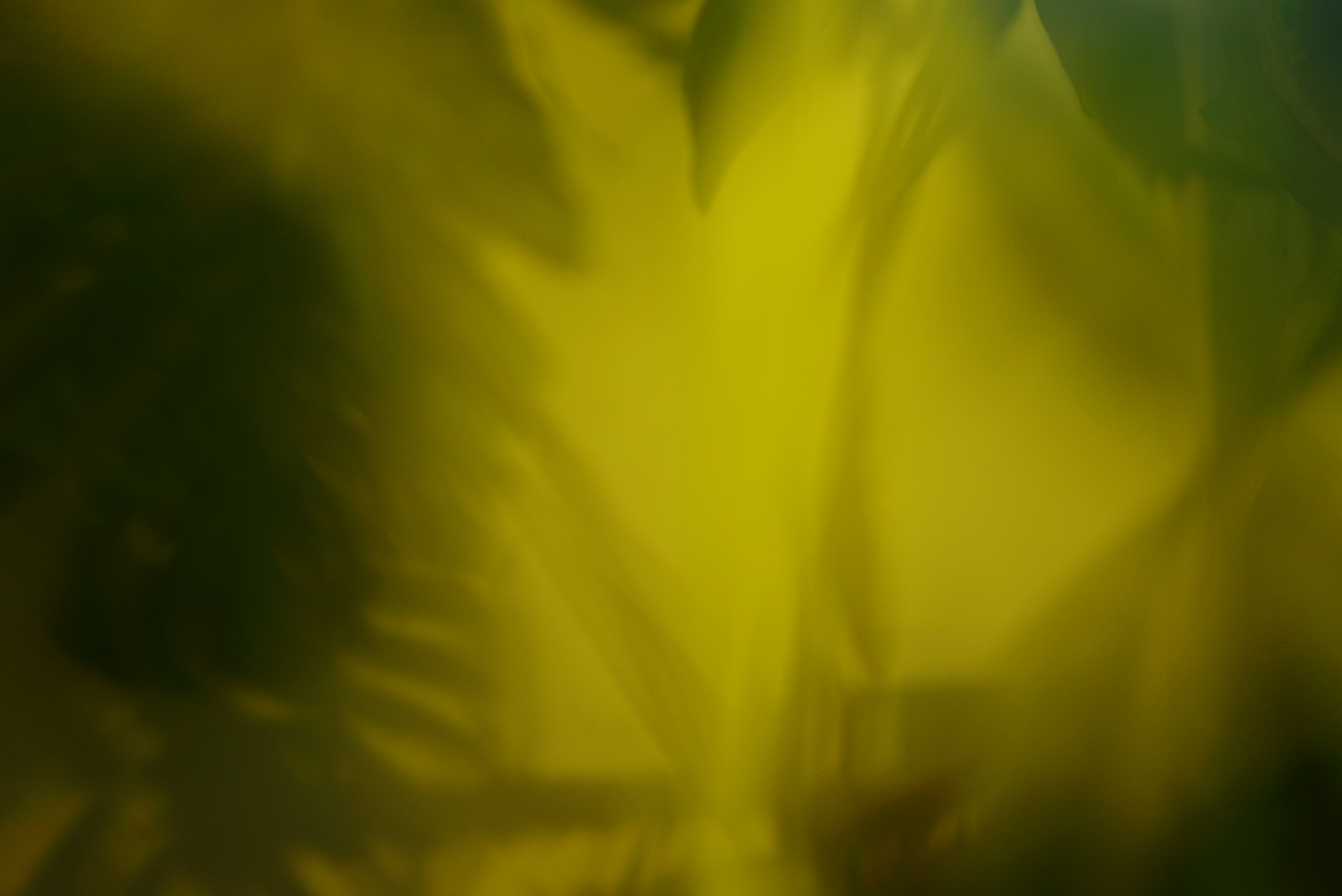 Golden Blur: Abstract Light Through Yellow Veil
