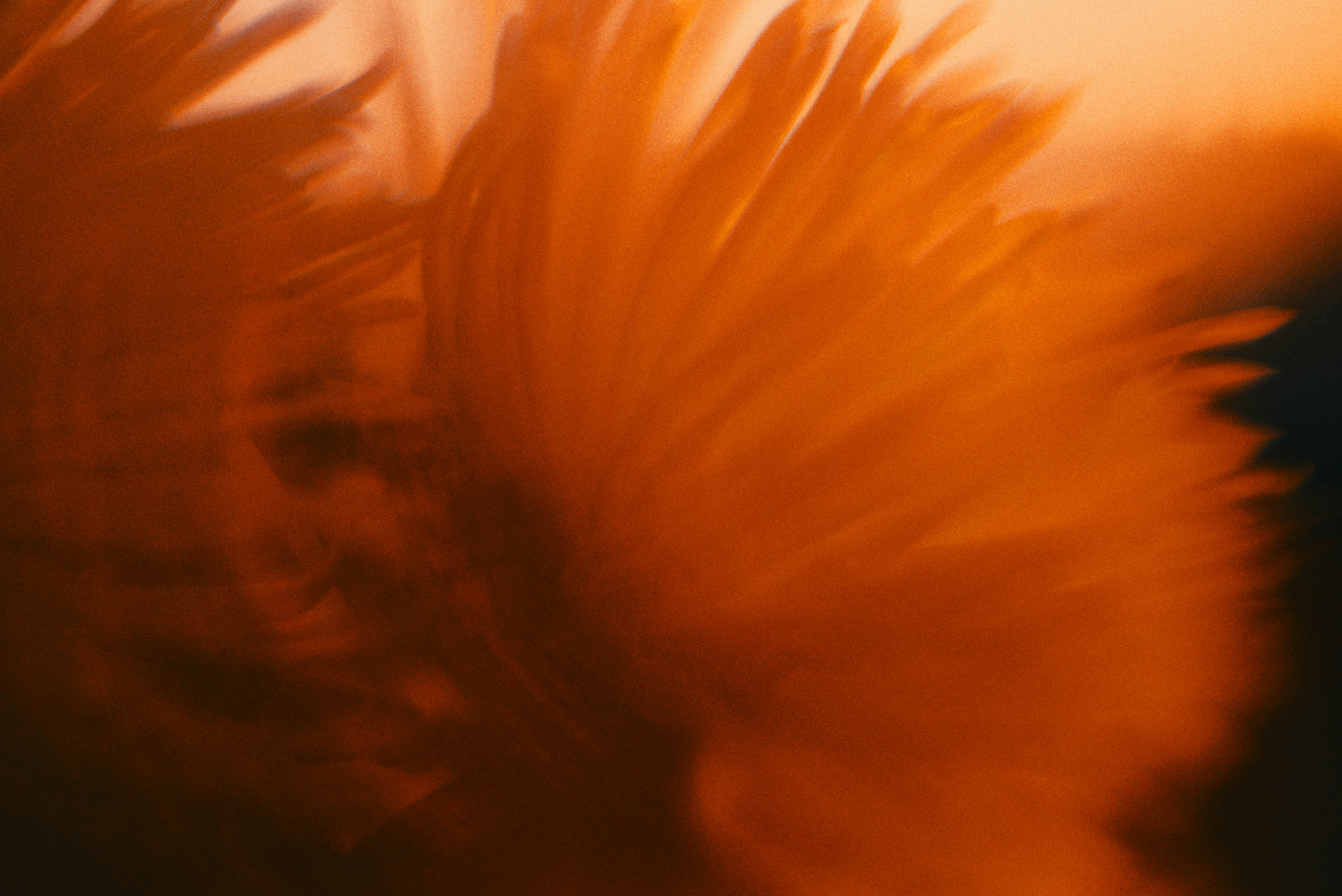 Crimson Bloom in Motion