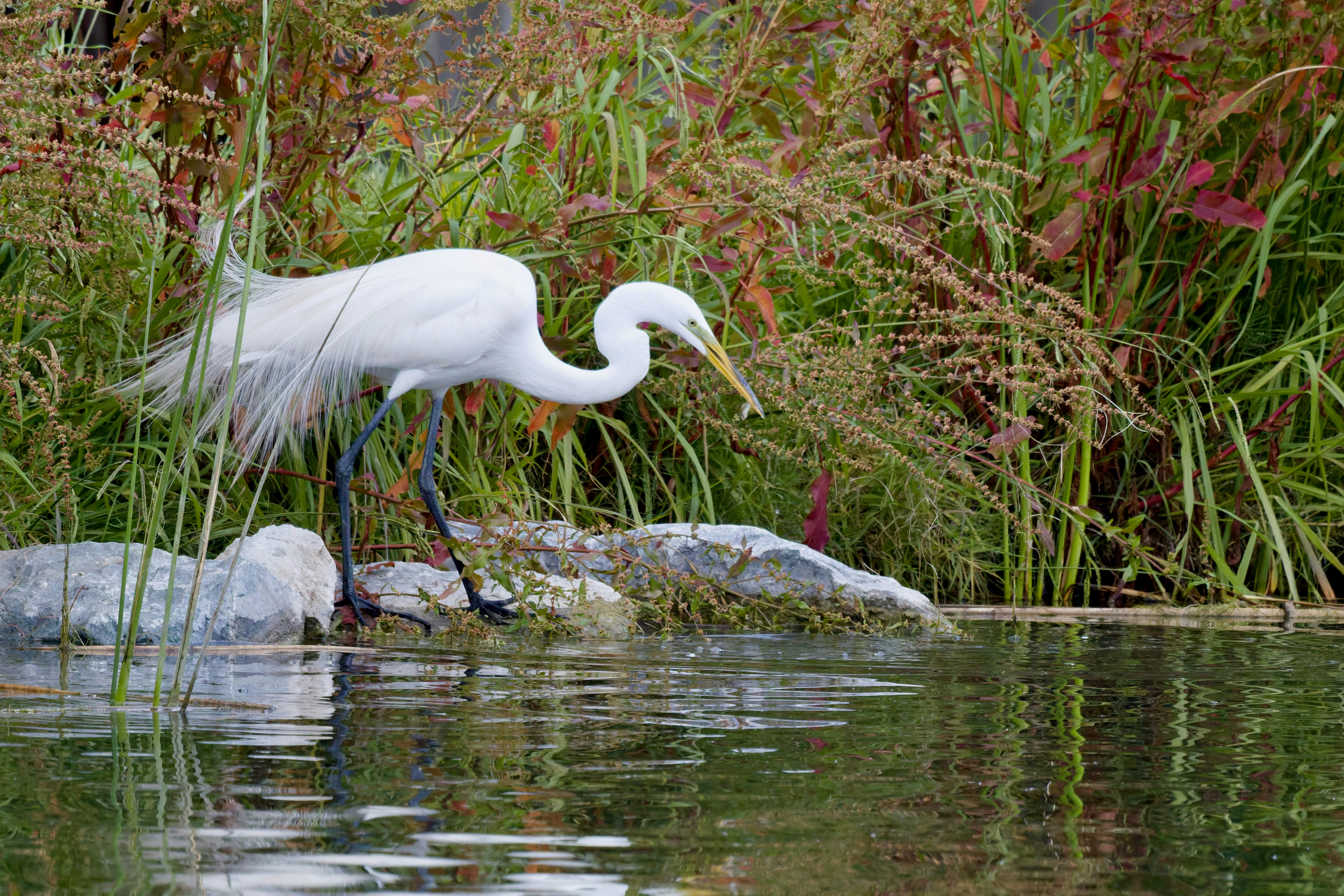 Silent Heron at the Edge: A Quiet Moment by the Water
