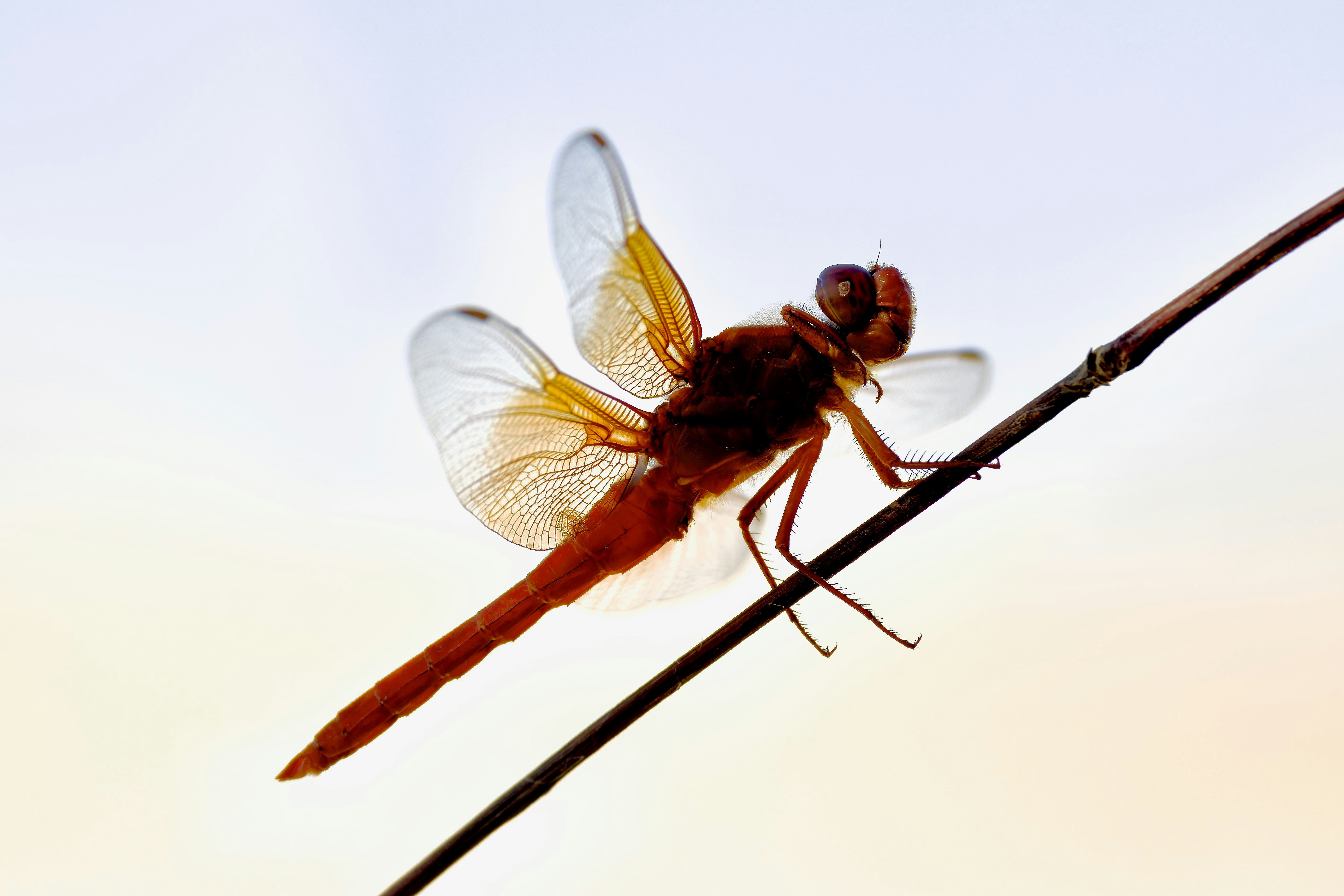 Crimson dragonfly on a diagonal twig under soft sky