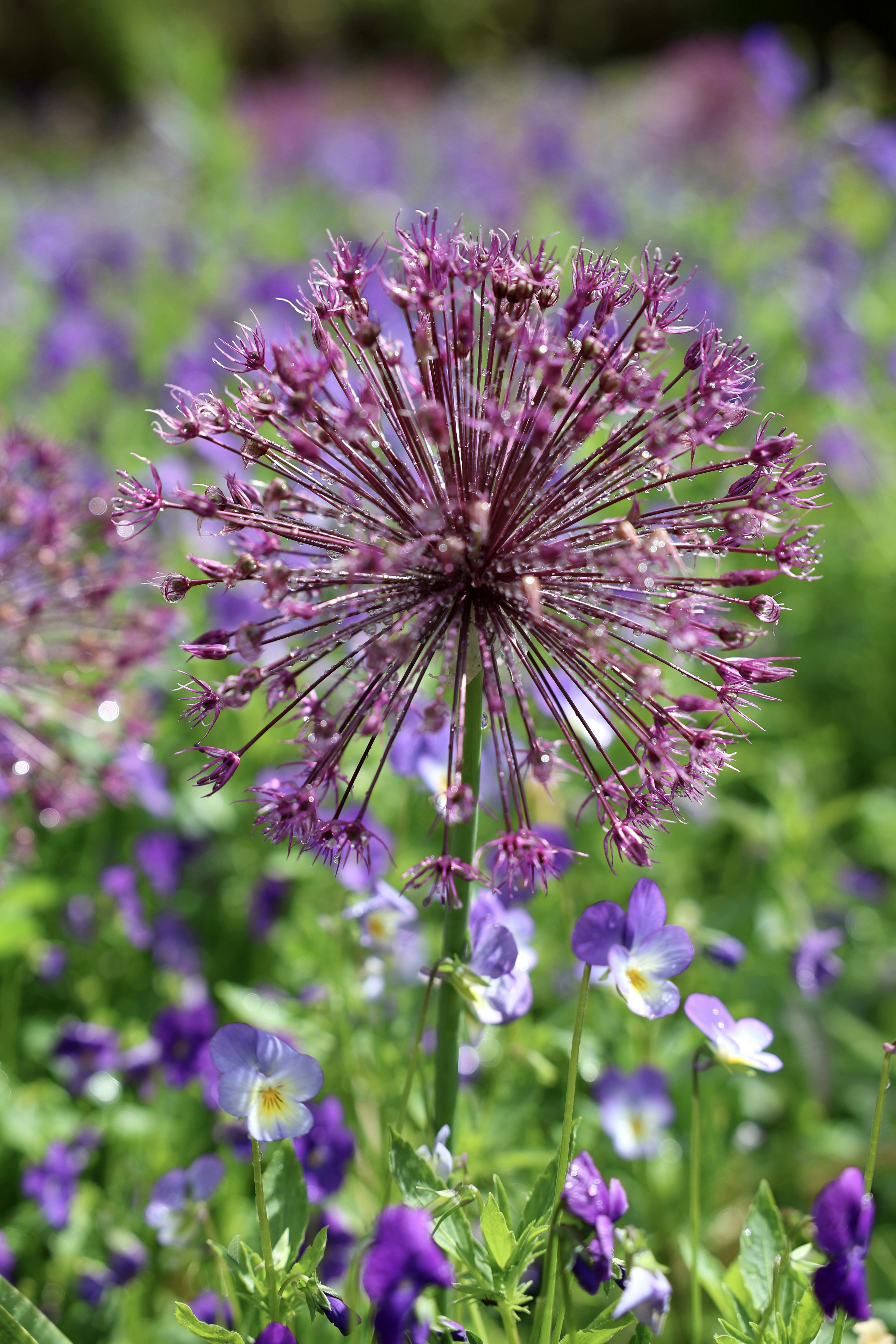 Allium Bouquet in a Meadow of Violet Blooms