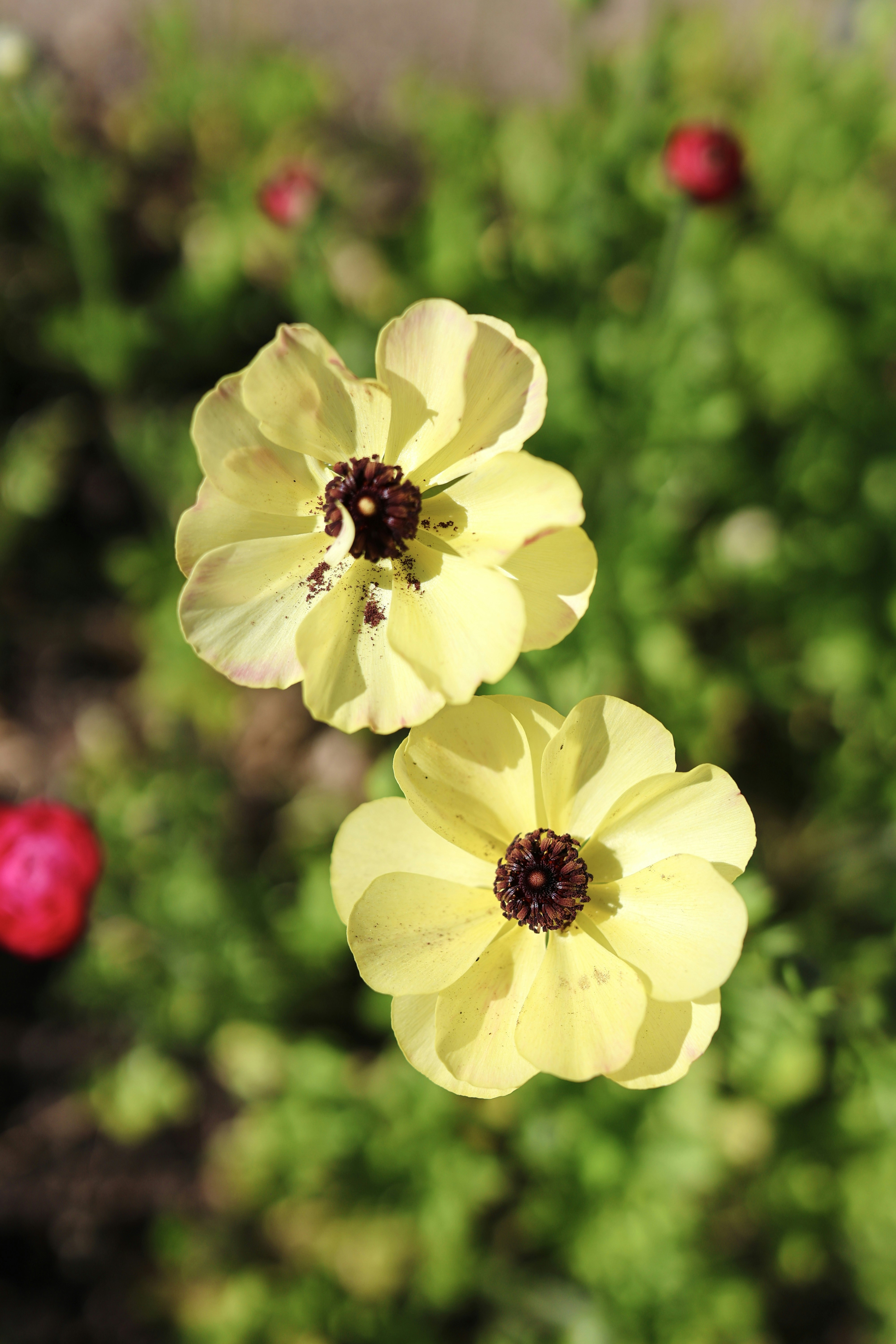 Two pale yellow poppies with dark centers sit among green foliage in bright outdoor light. A shallow depth of field isolates the flowers, while a blurred background hints at a garden bed.