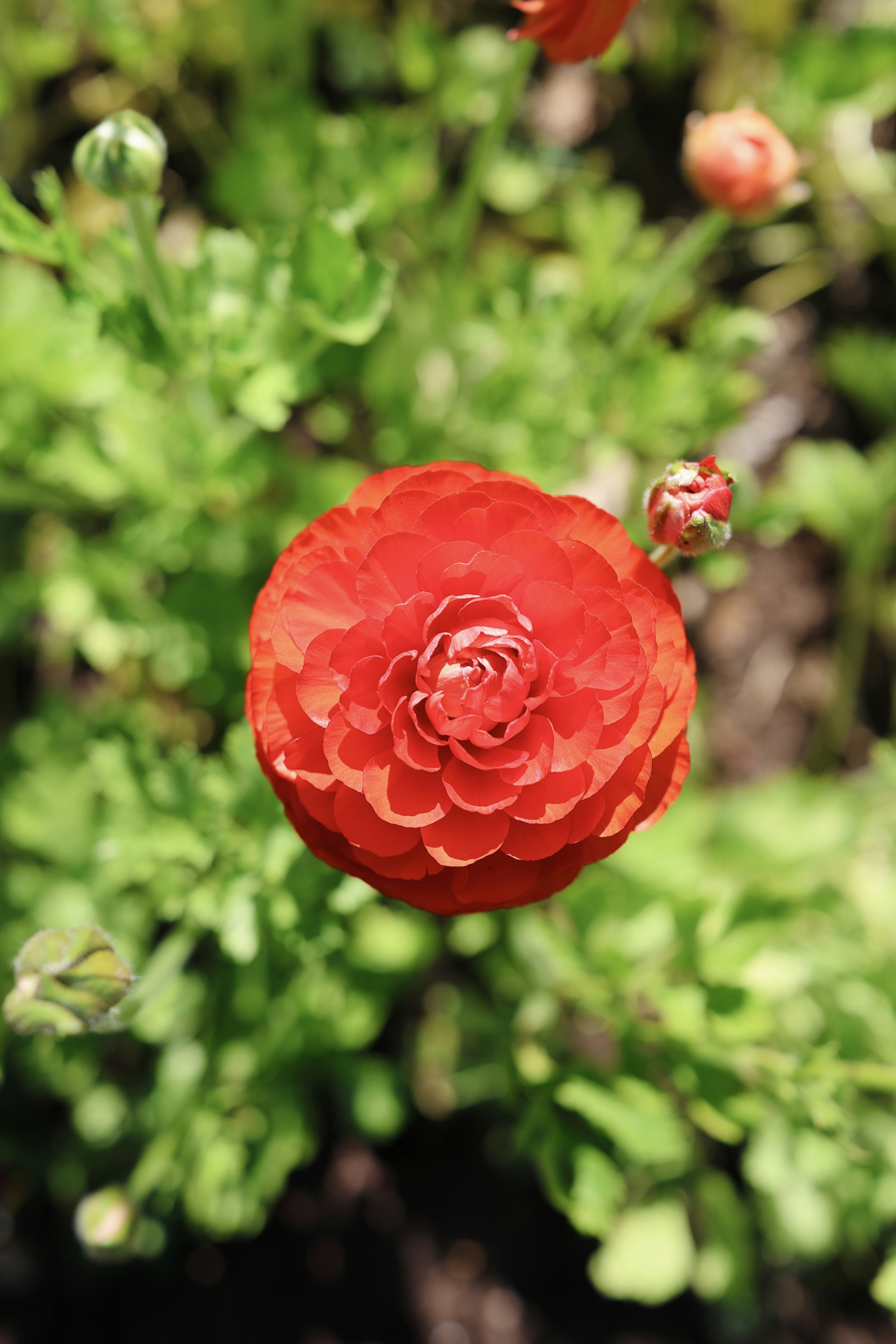 Crimson Bloom at Eye Level