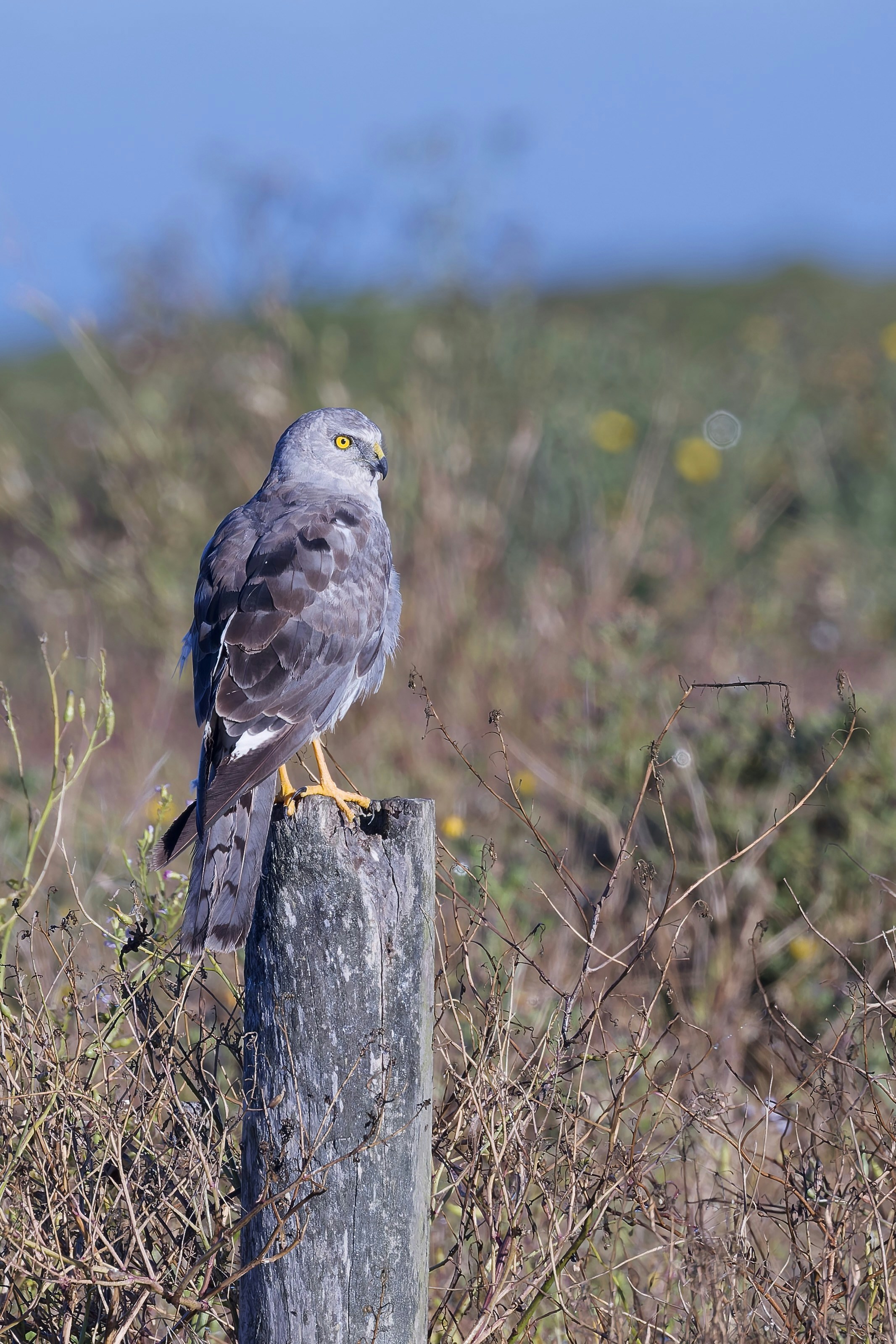 Grey Sparrowhawk on a Weathered Post in Wild Meadow