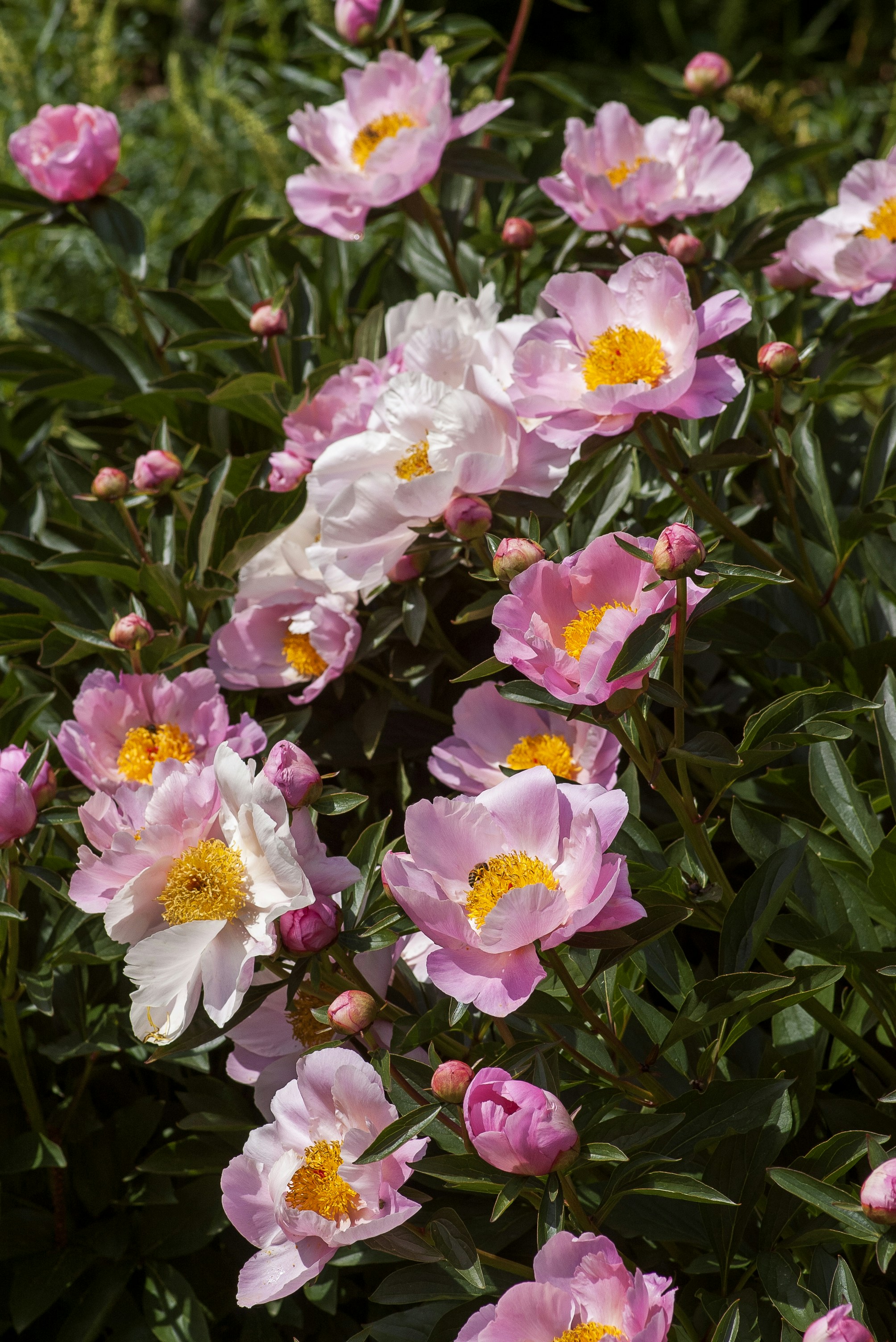 Petals of Dawn: Pink Peonies in Sunlit Bloom