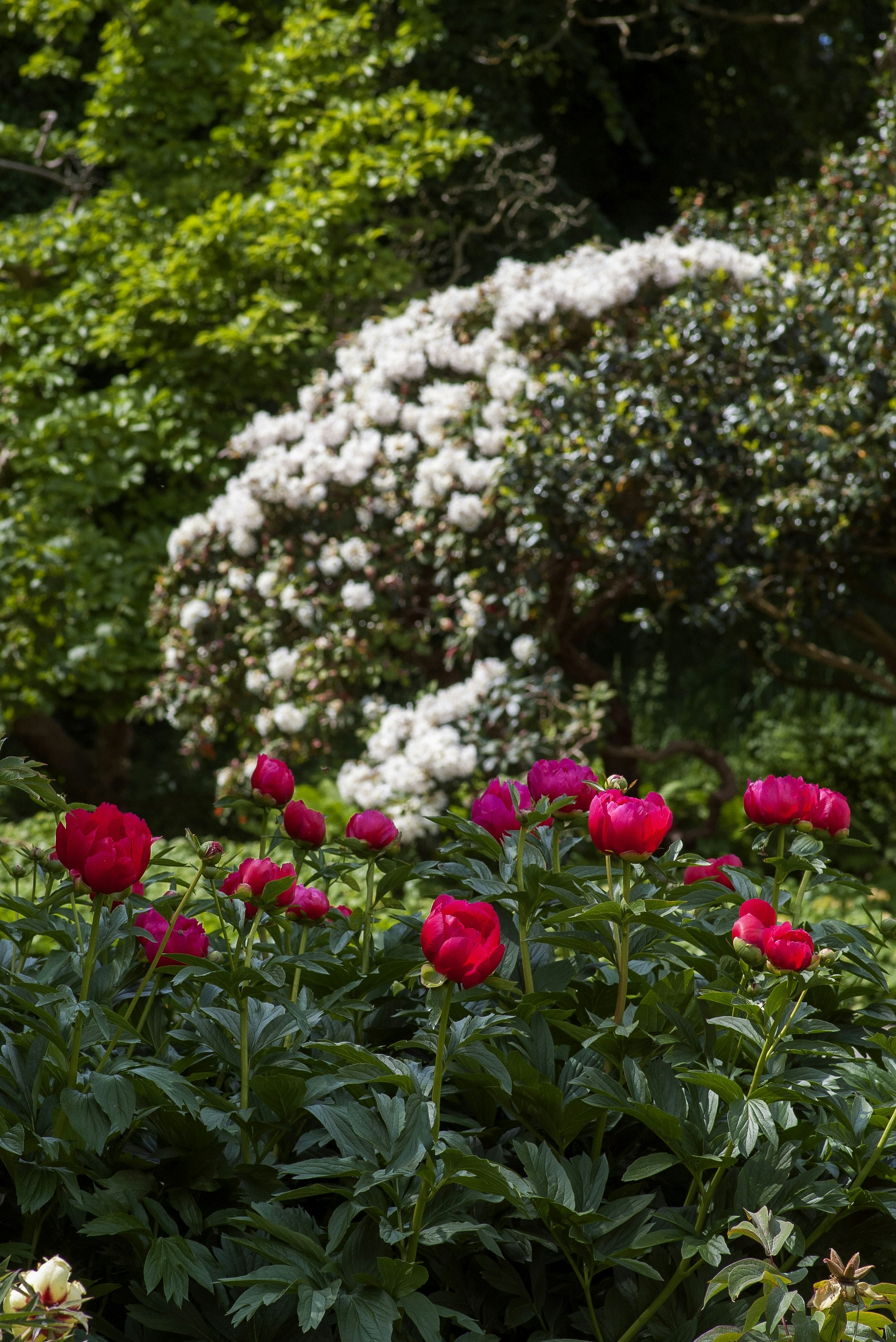 Vivid Peony Border Beneath a Blooming Arbour