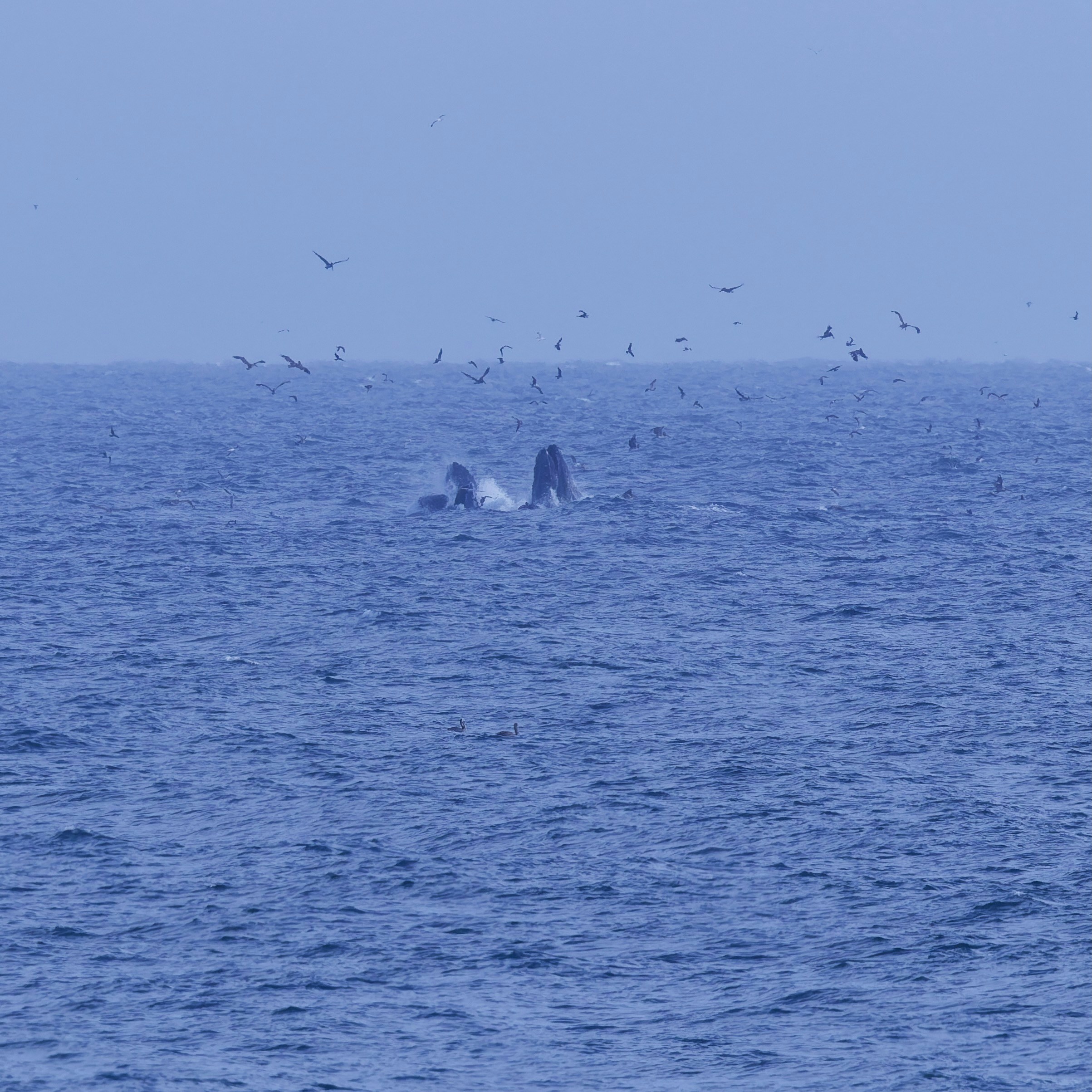 Whale Silhouette at Dusk: A Quiet Ocean Moment