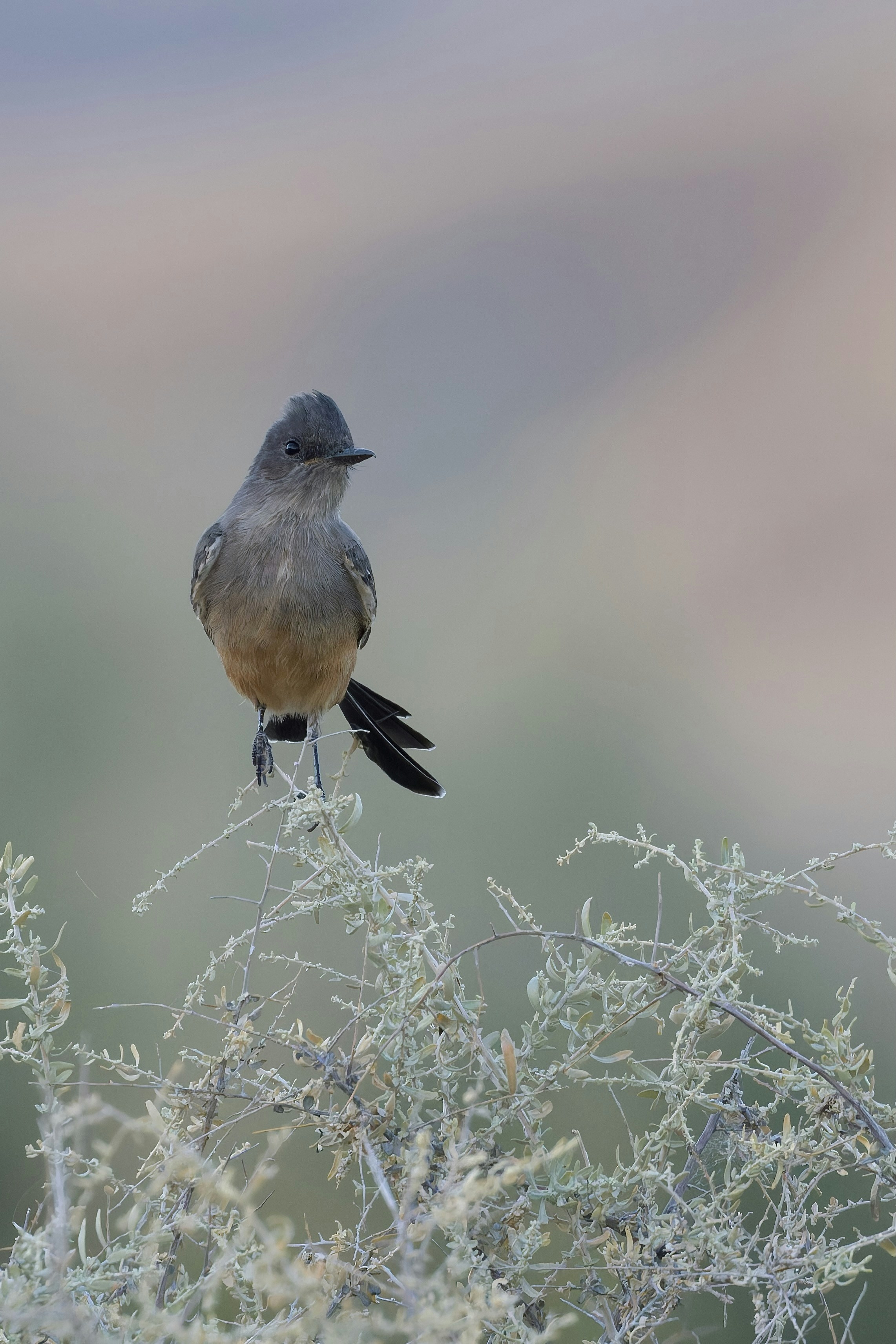Say's Phoebe at dusk