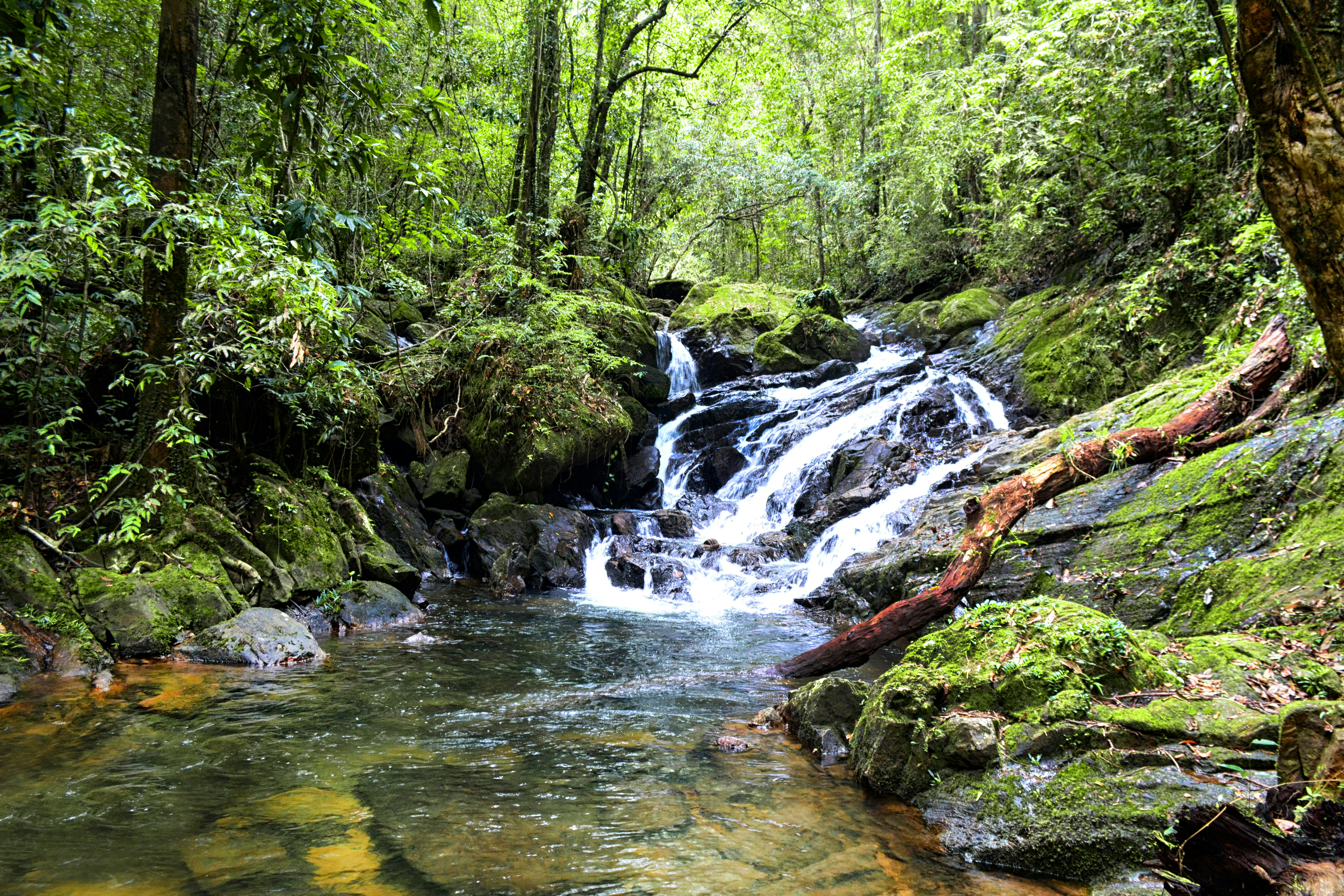 Lush, moss-covered rocks frame a small waterfall and clear pool in a forest scene.