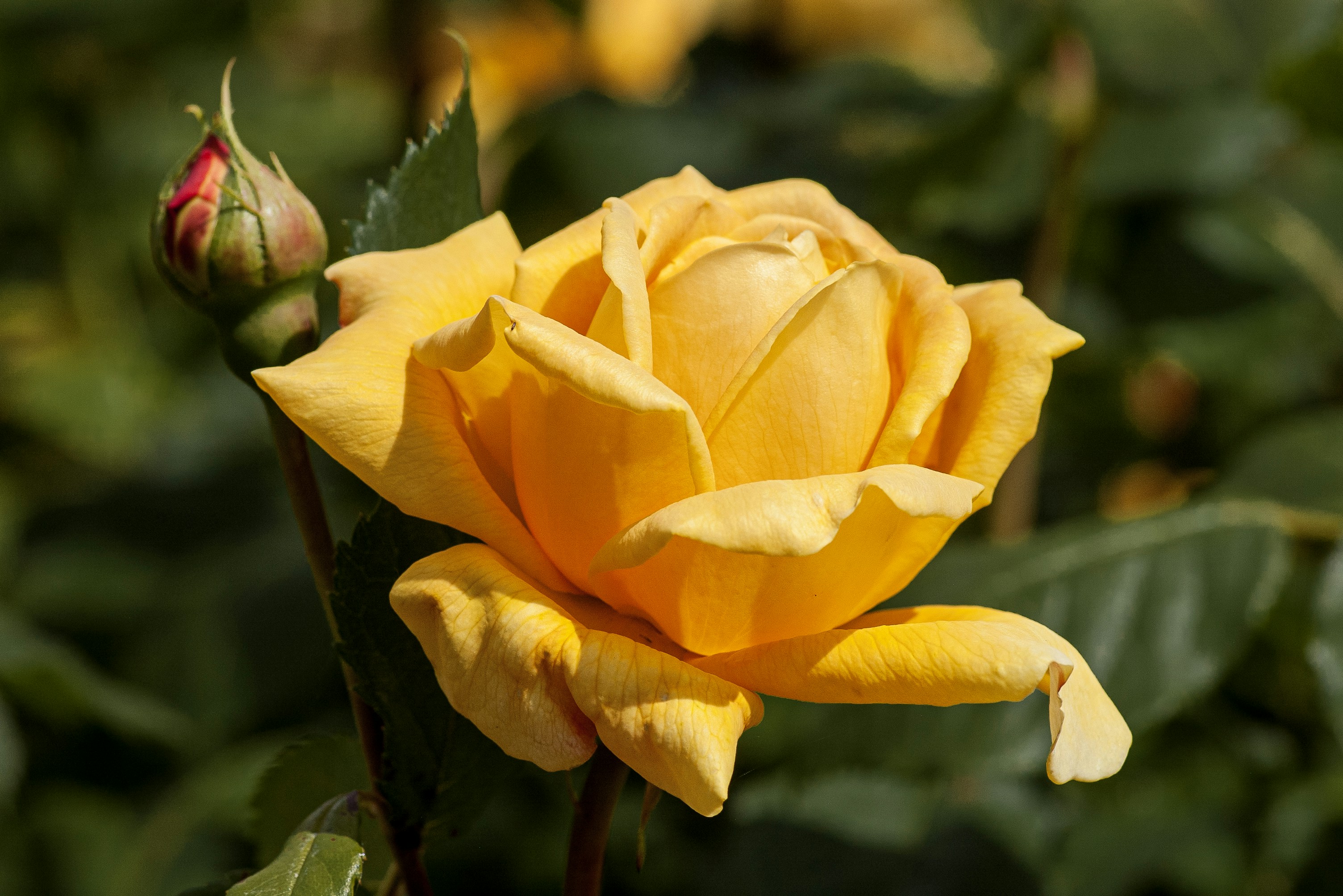 Golden Rose in Sunlit Garden