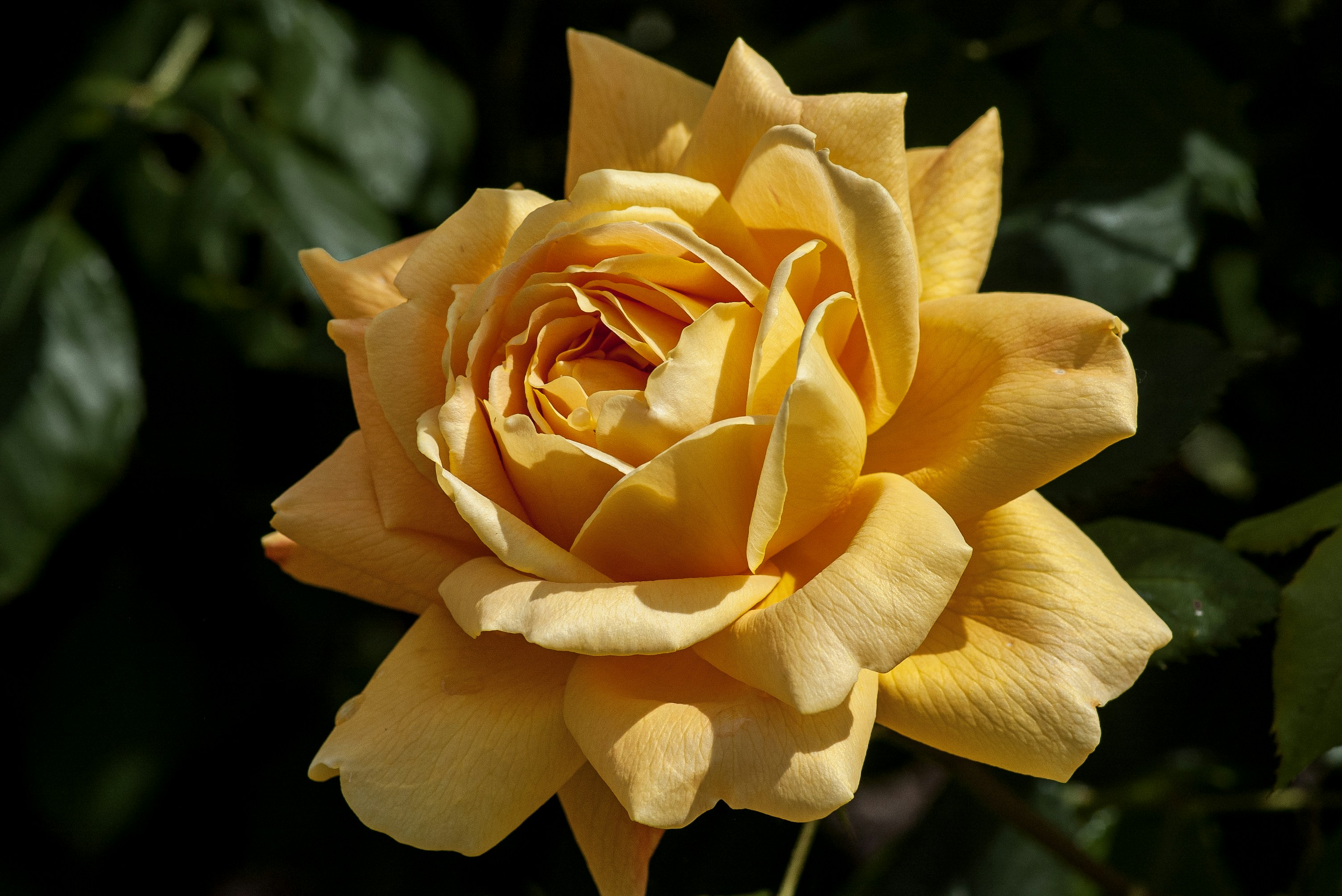 Sunlit Velvet: A Golden Rose in Quiet Shadow