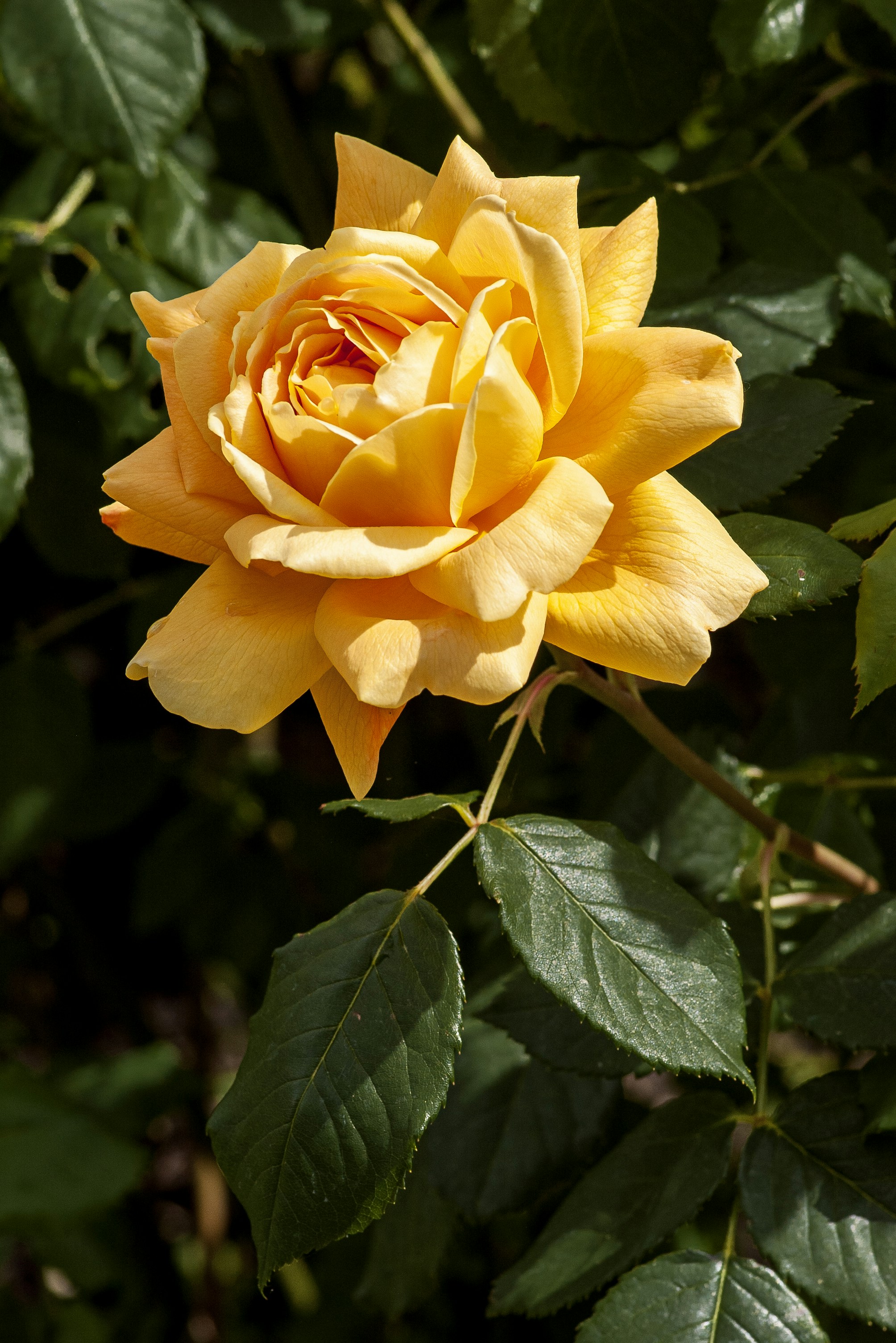 Golden Rose in Sunlit Garden