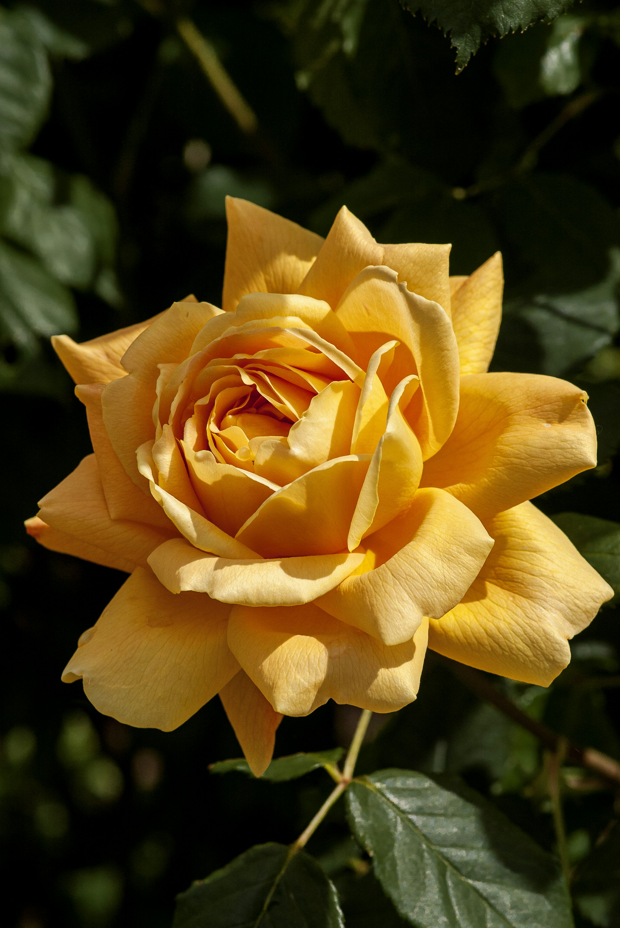 Golden Rose in Sunlit Depths