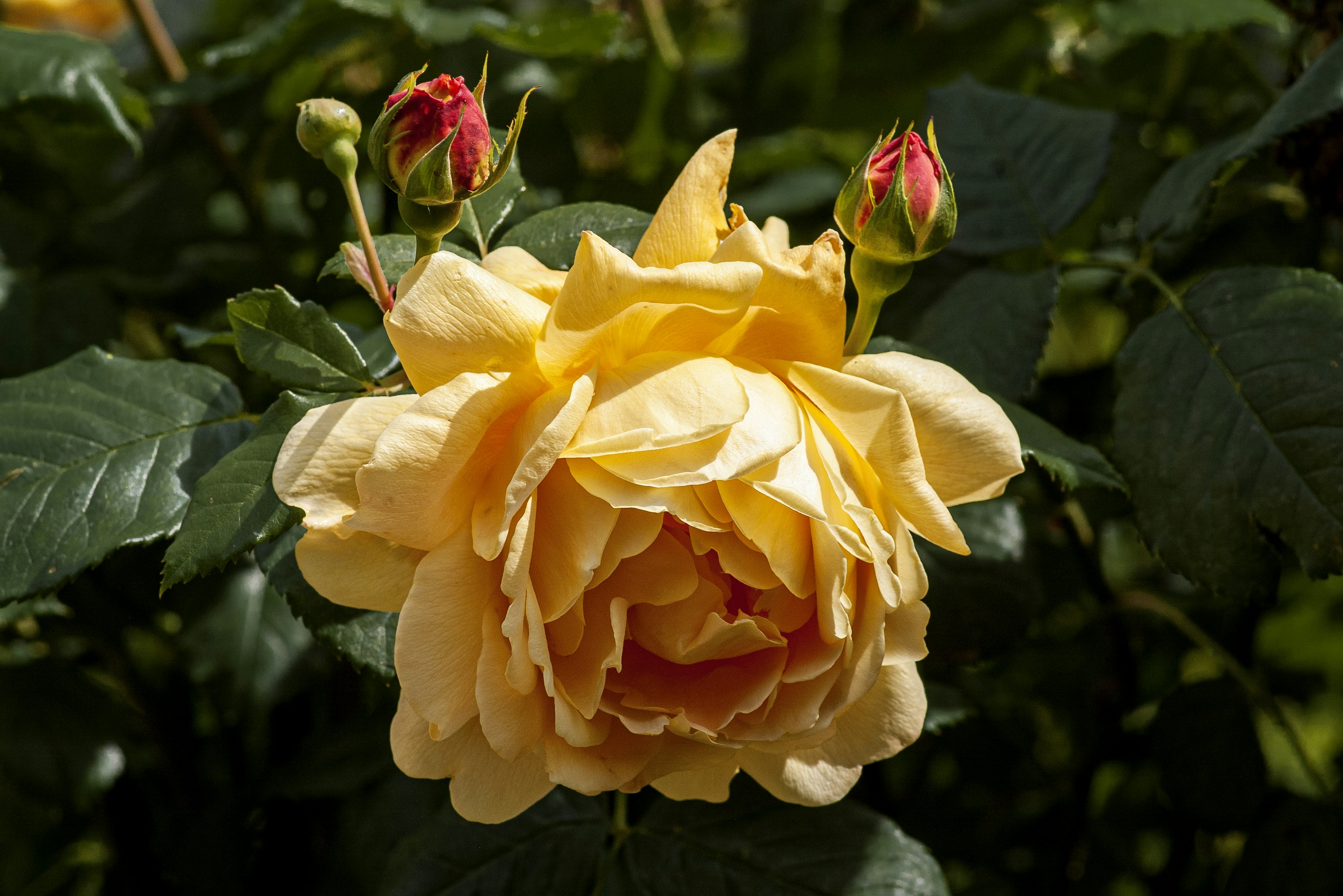 Golden Rose in a Quiet Green Frame