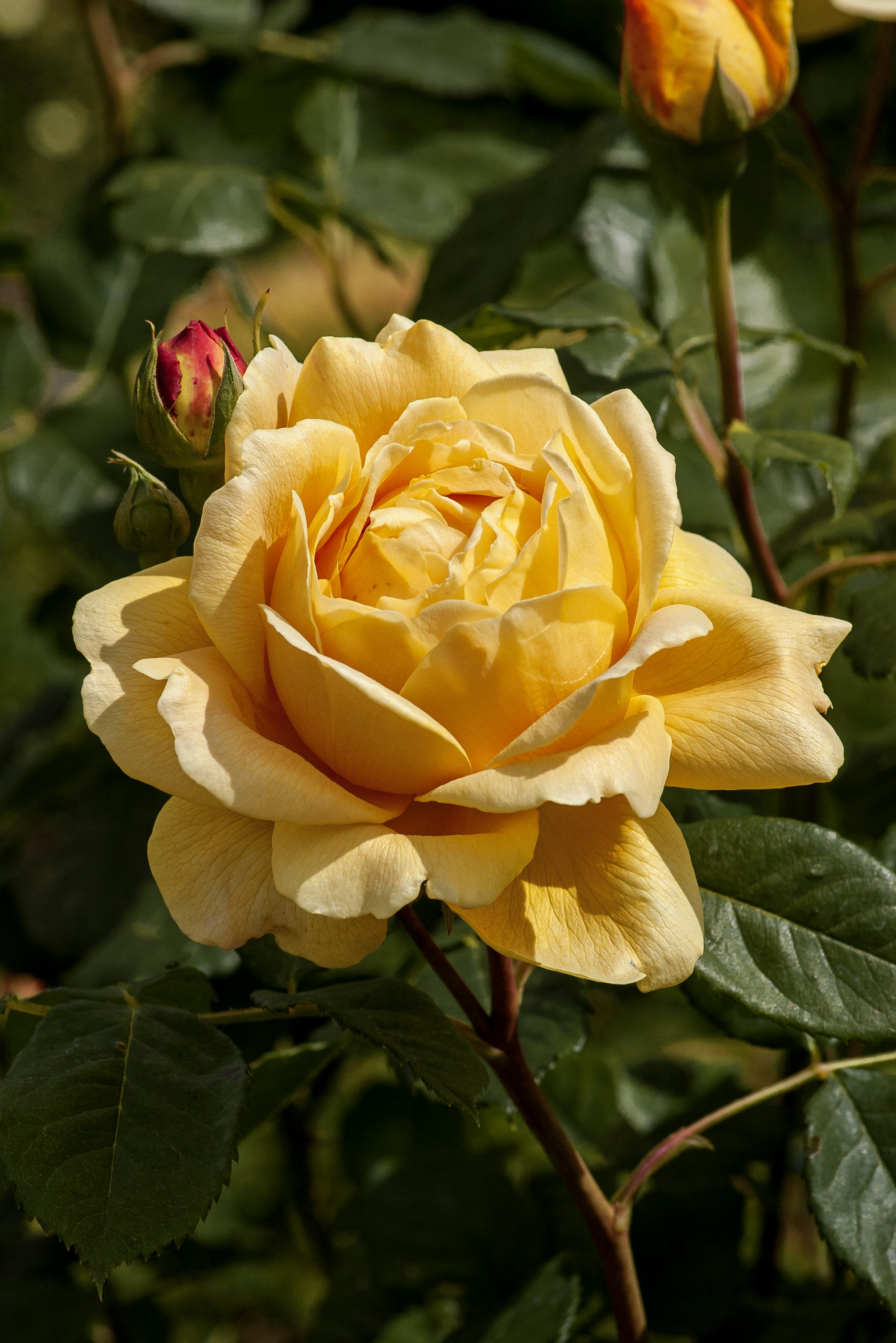 Golden Rose in Velvet Green