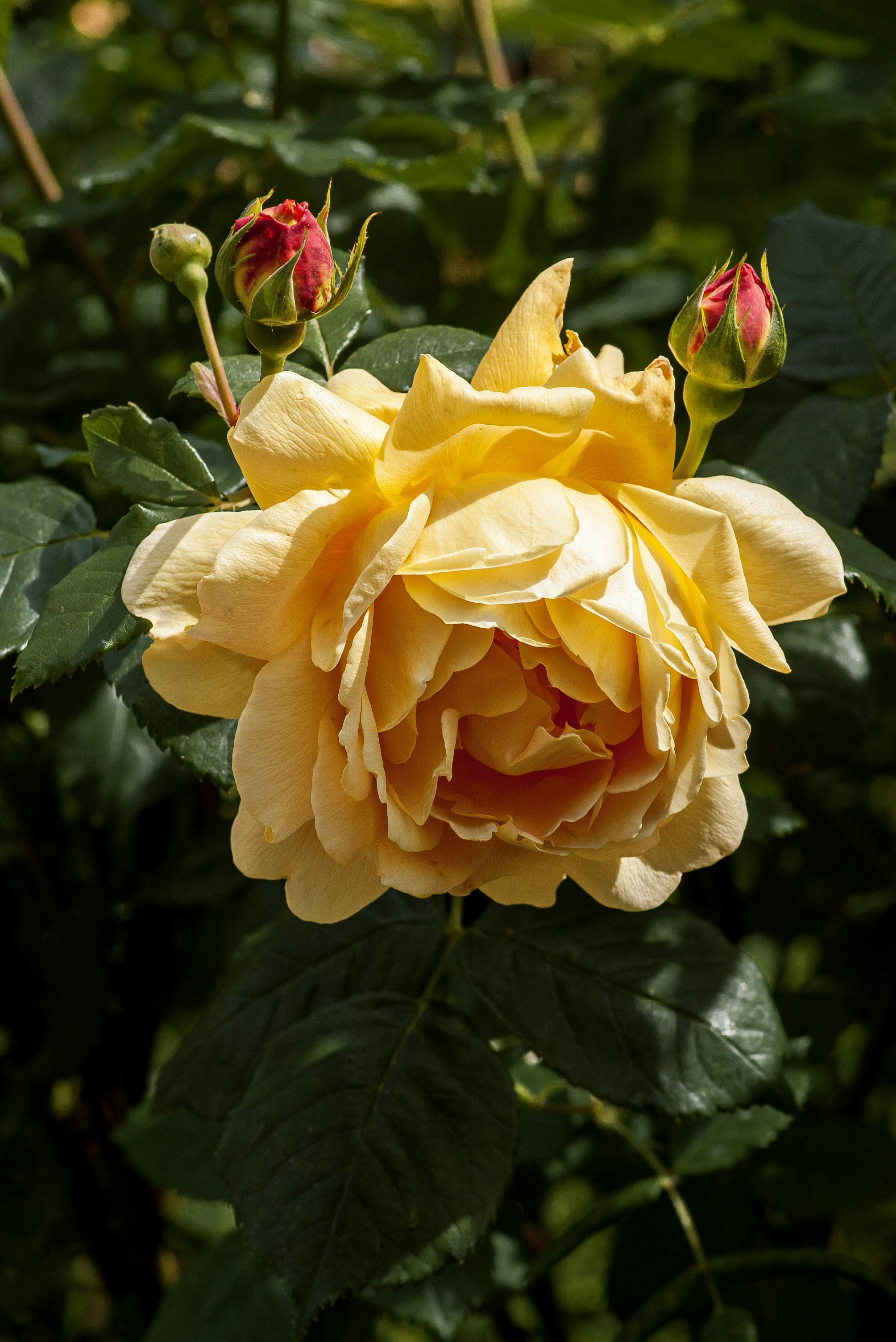 Golden Rose in Sunlit Garden