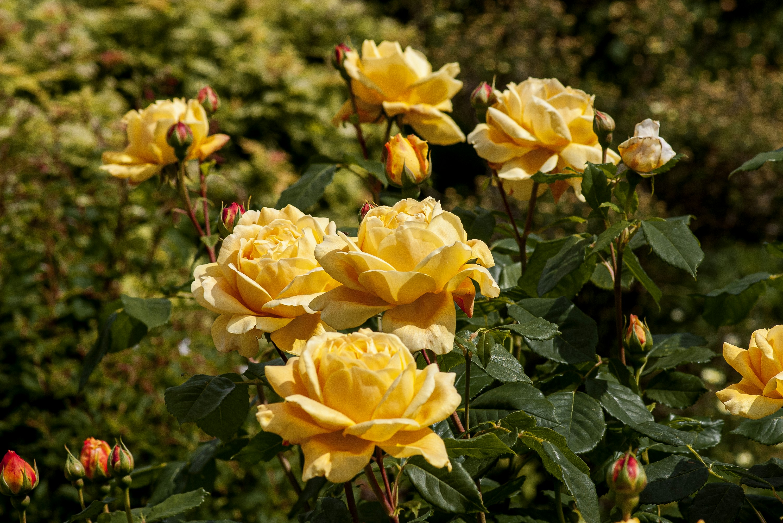 Golden Roses in a Sunlit Garden