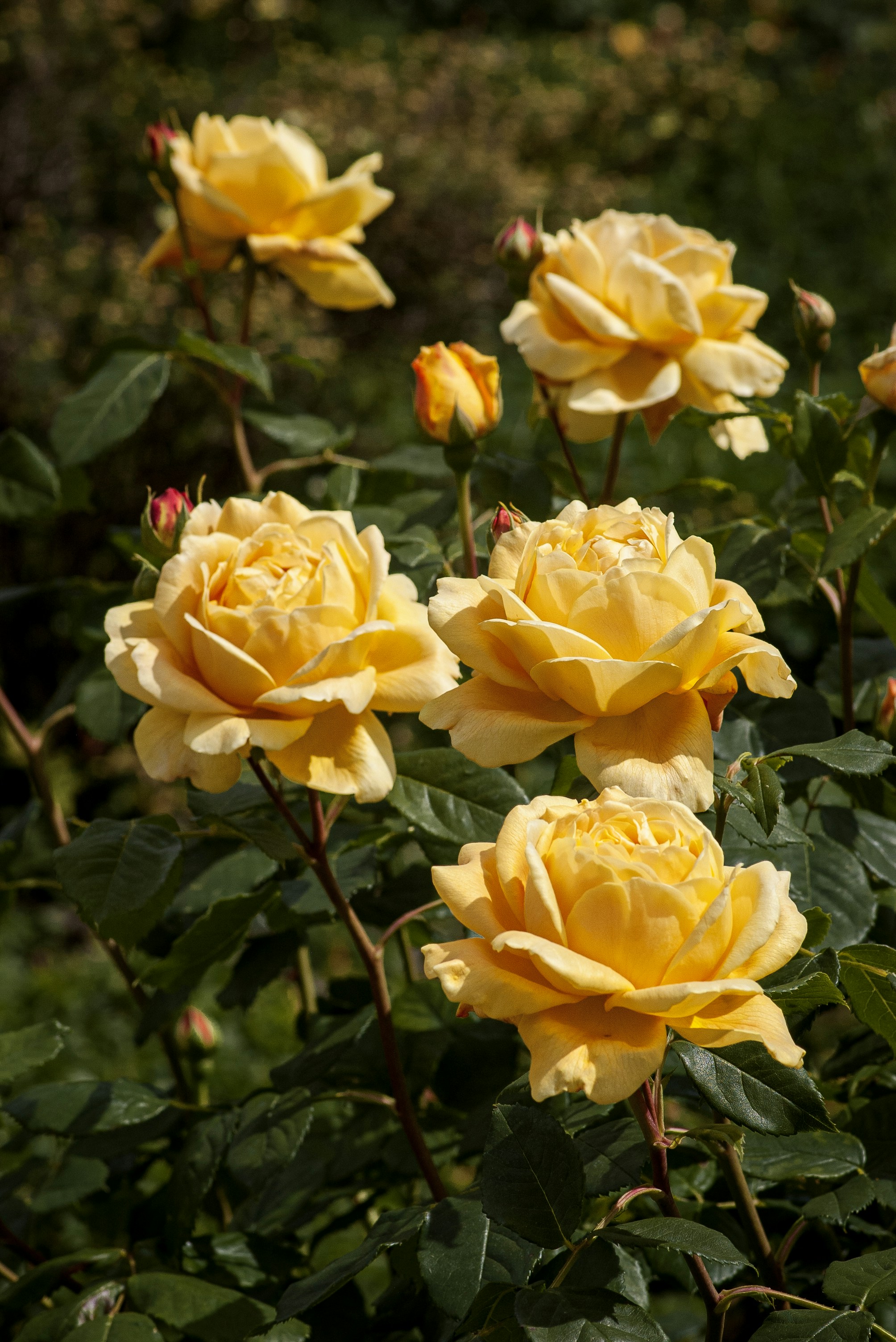 Sunlit Golden Roses in a Quiet Garden