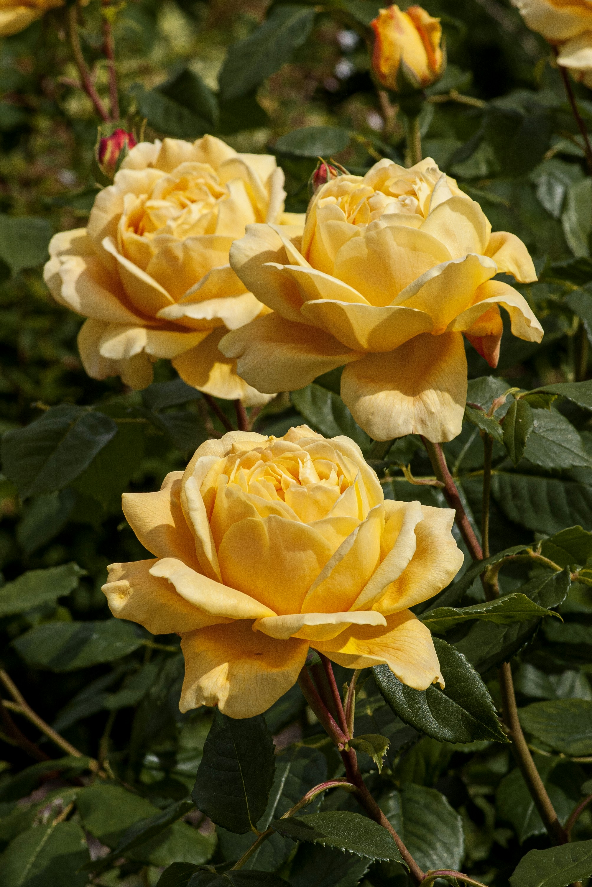 Yellow Roses in Sunlit Garden: Soft Petals and Deep Green Foliage