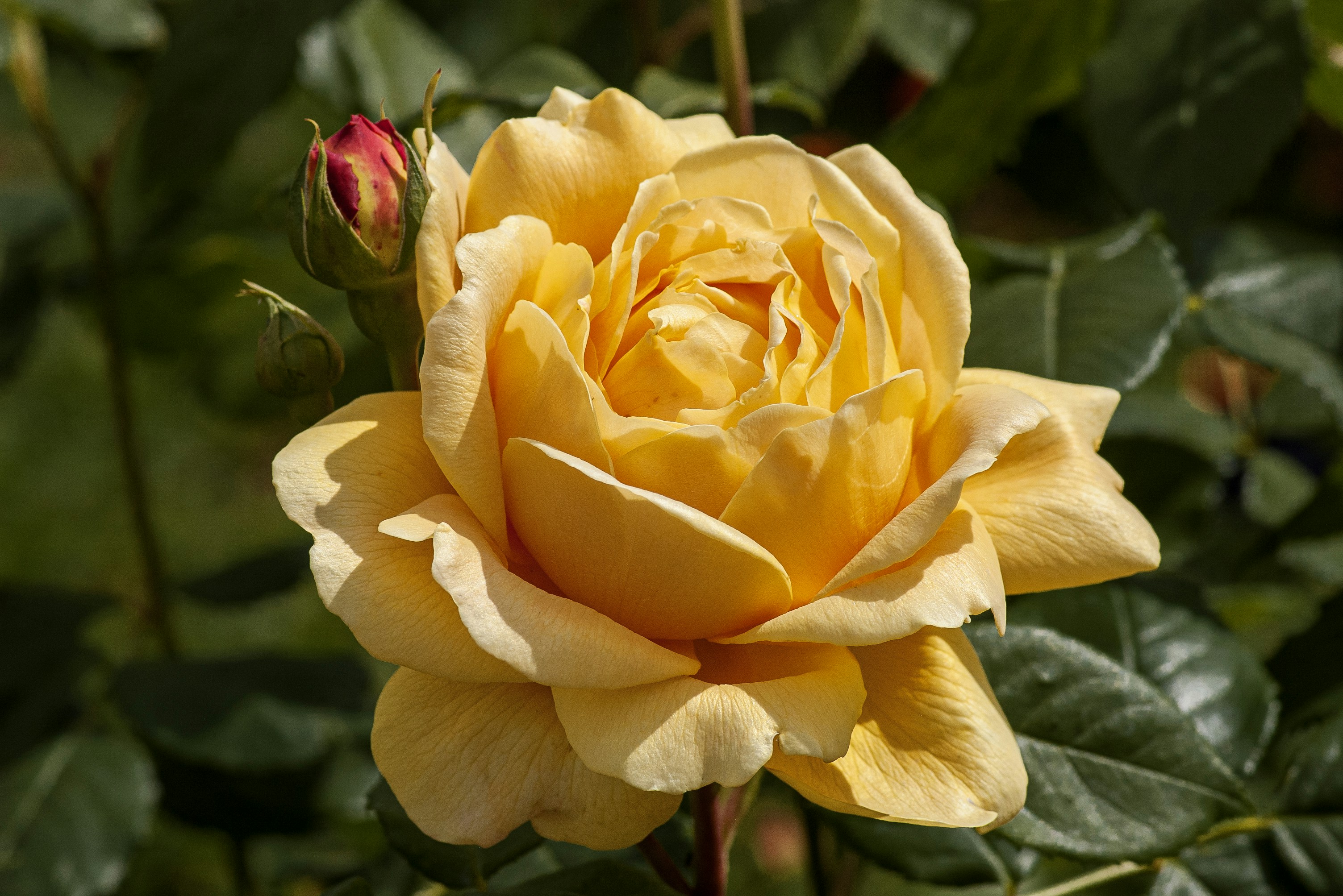 Golden Rose in Bloom: Warm Petals Against Deep Green