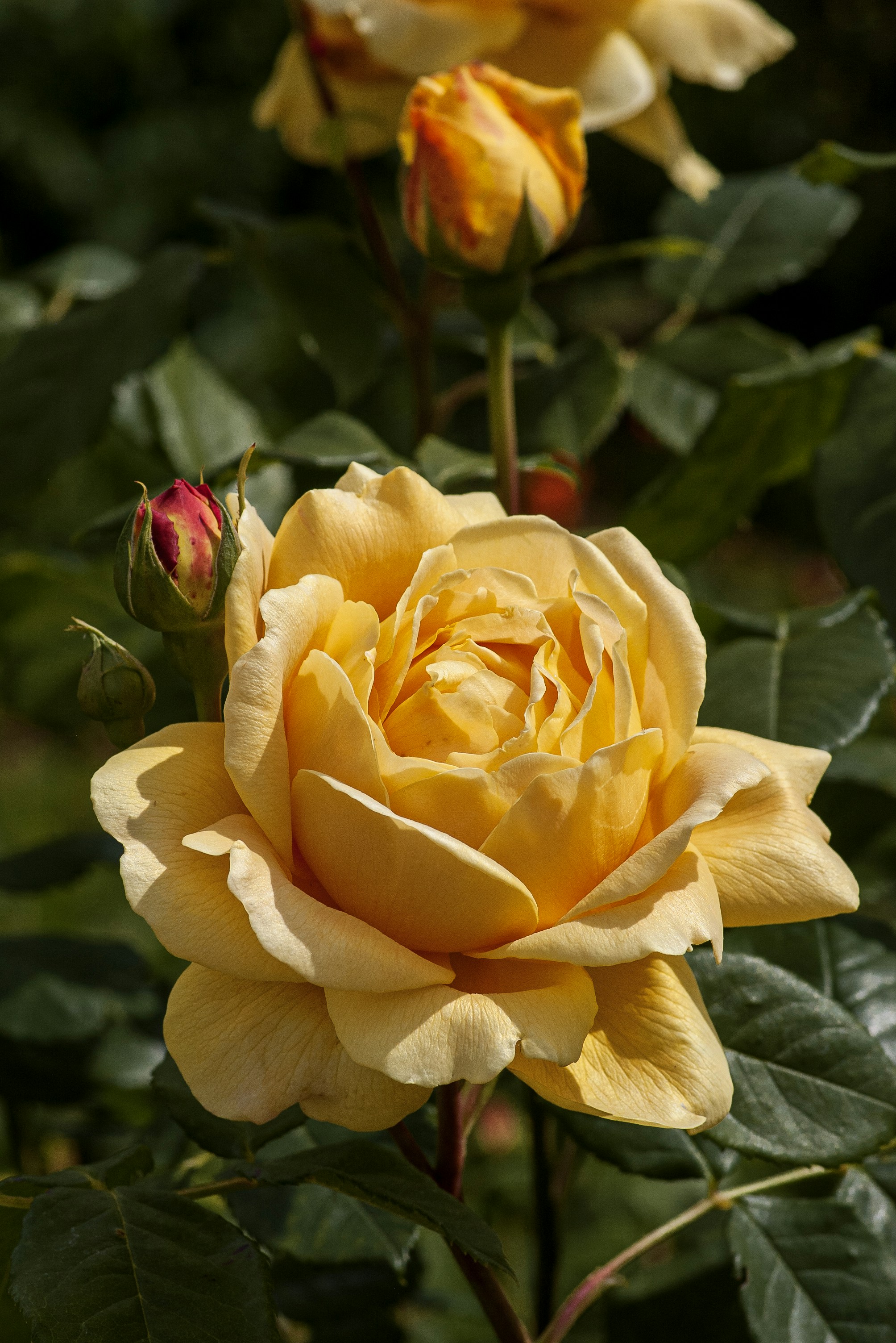 Sunlit Yellow Rose in Bloom with Buds on a Leafy Stem