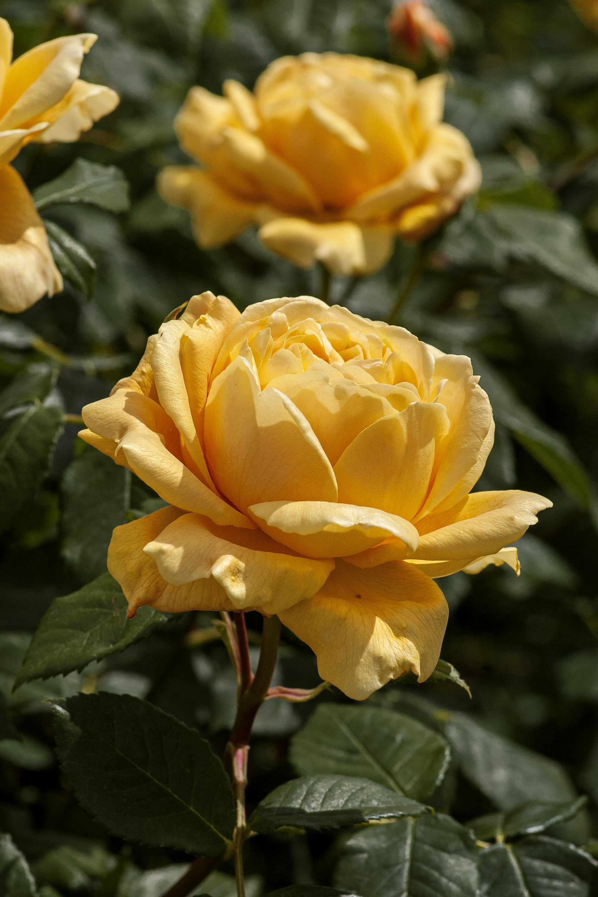 Golden Bloom in Focus: A Closer Look at a Sunlit Rose
