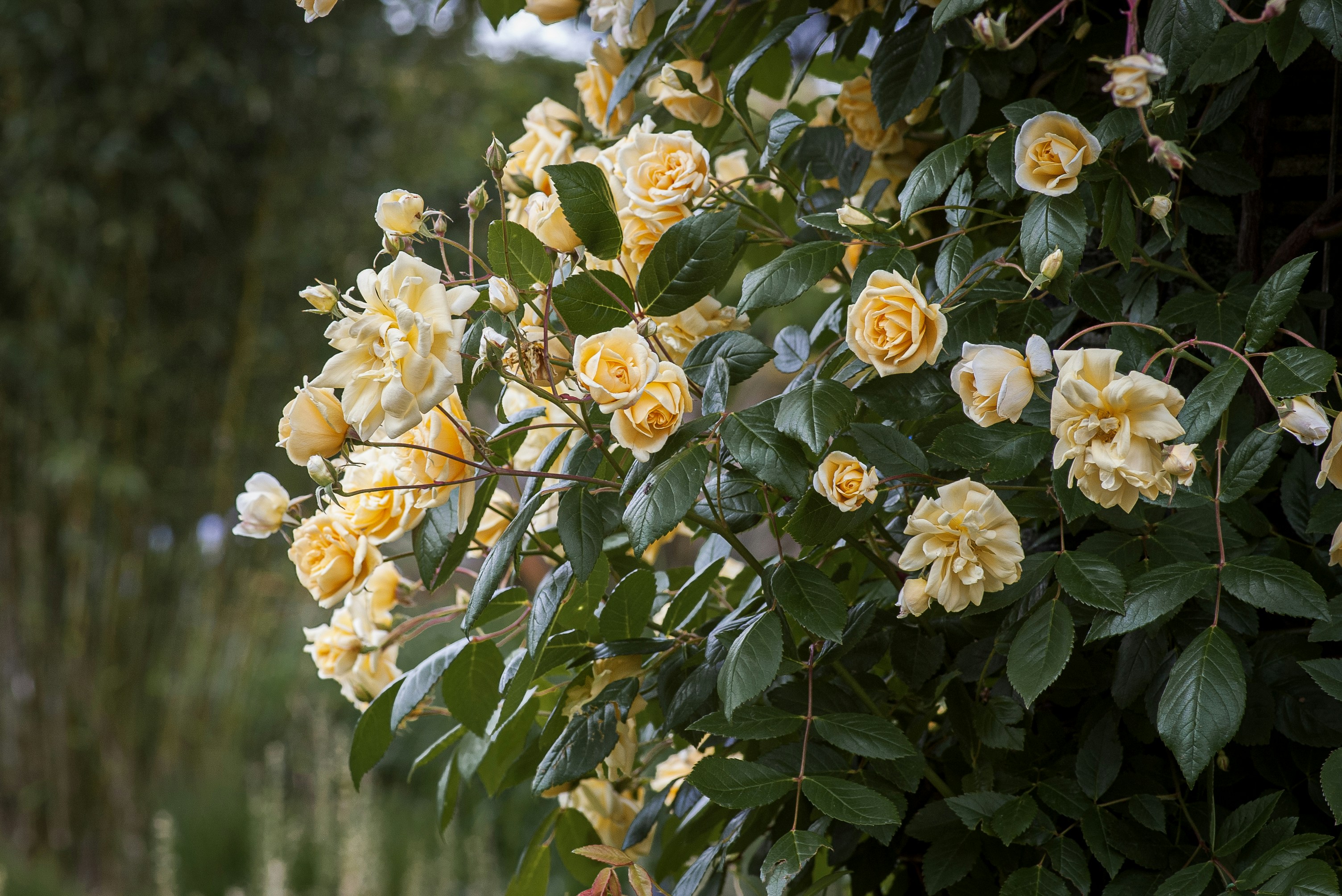 Golden Roses in a Sunlit Corner Garden