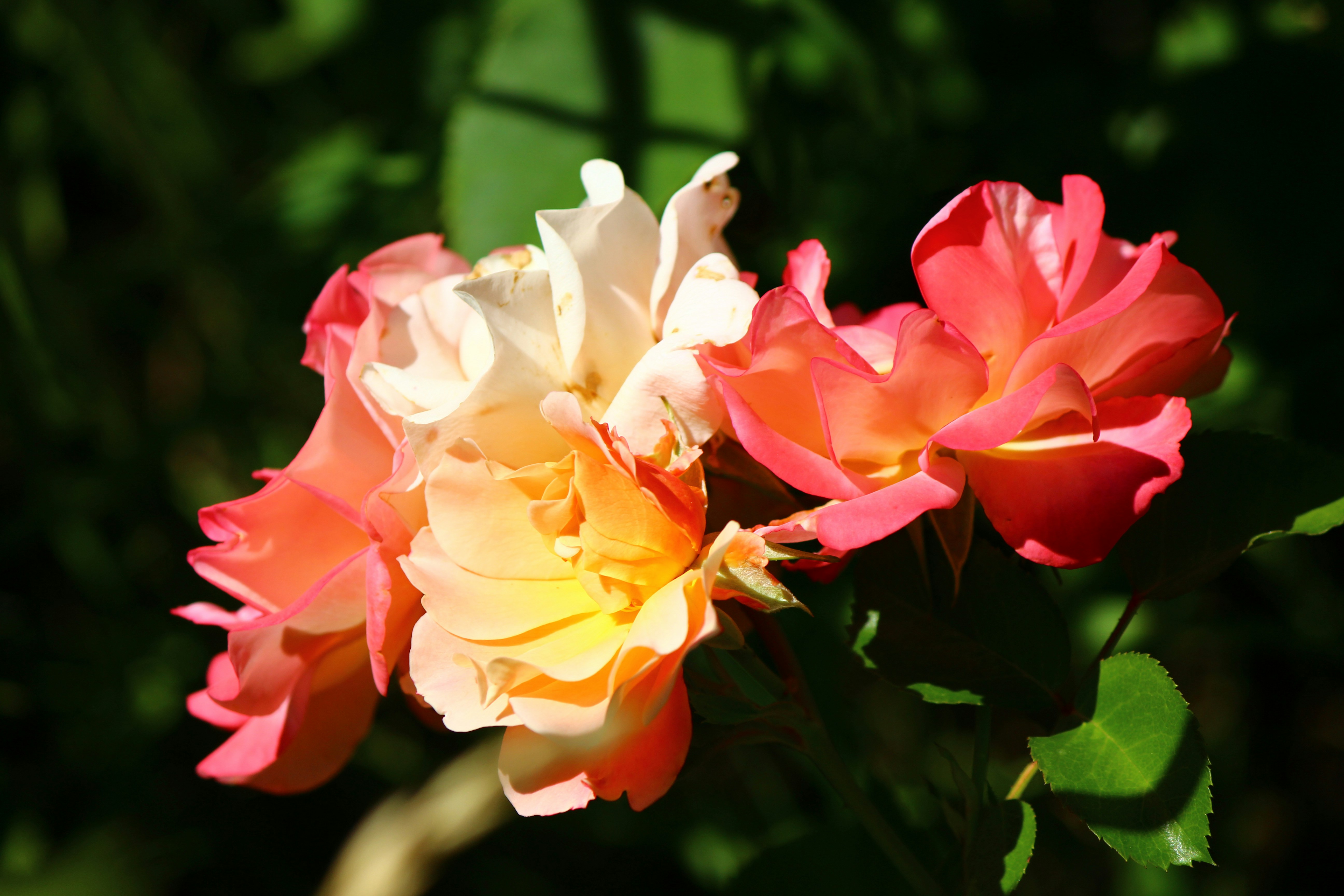 Sunlit Rose Cluster in a Quiet Garden