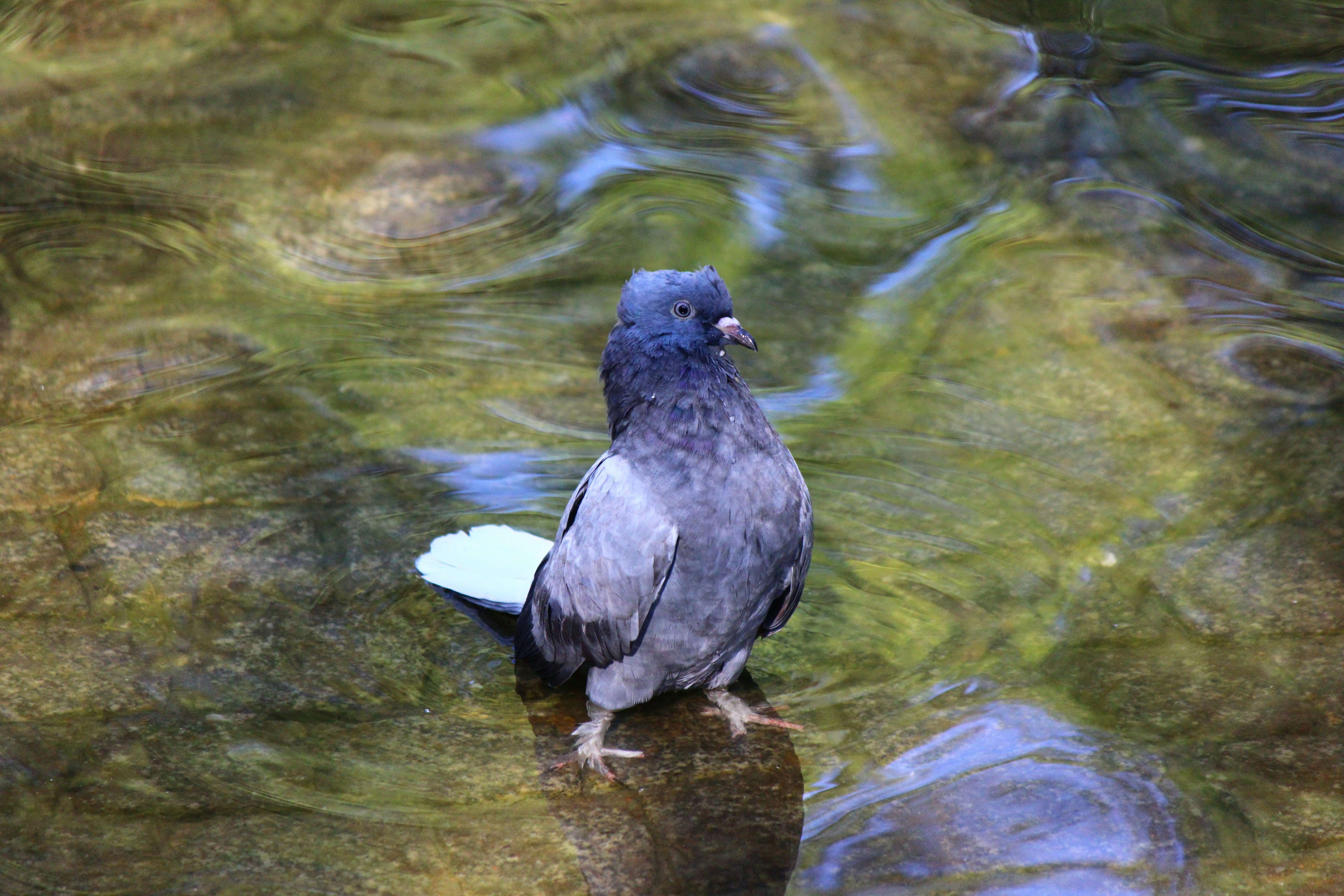 Grey Dove in Sunlit Riverbed
