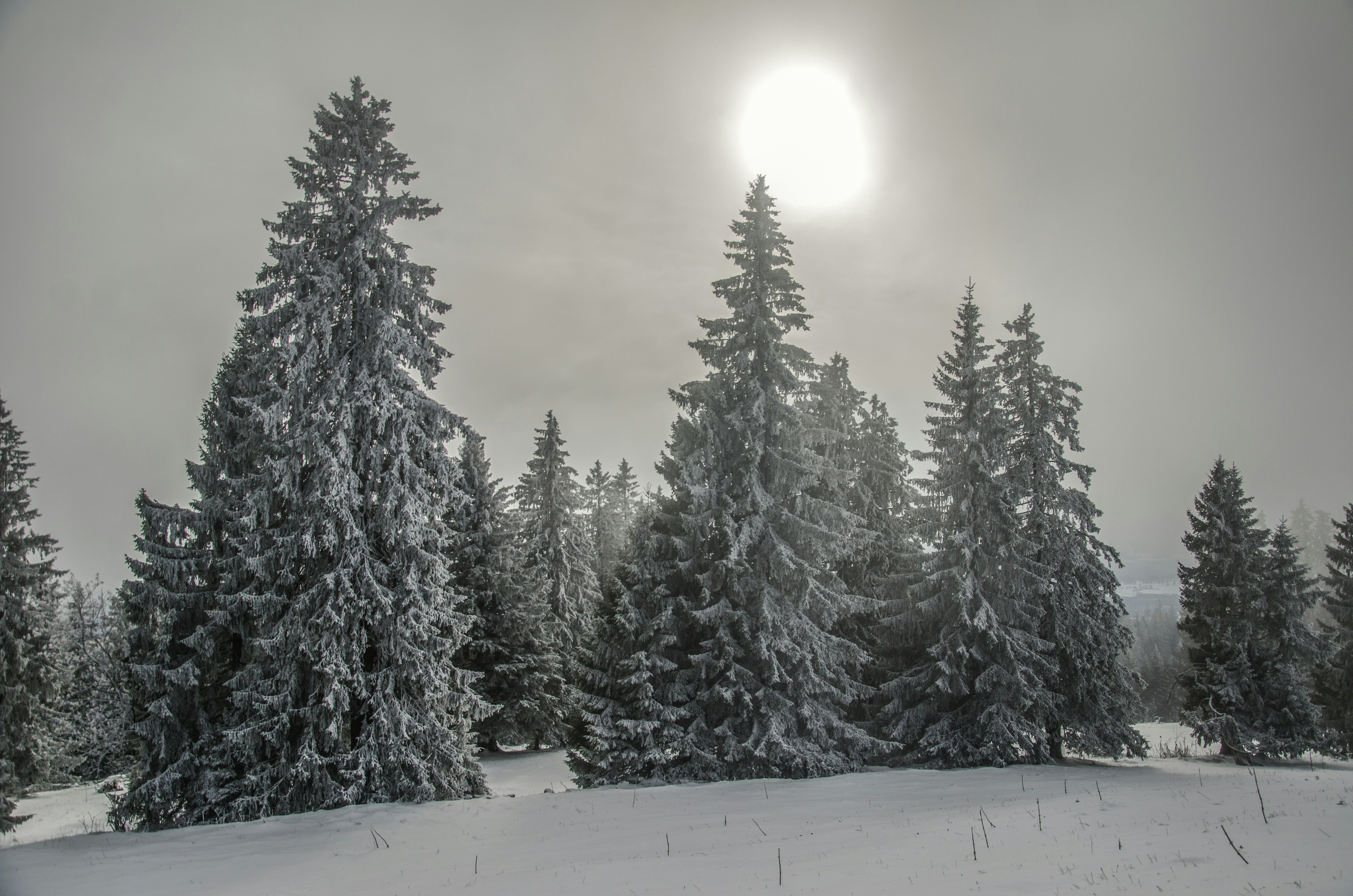Snow-draped Pines under a pale sun