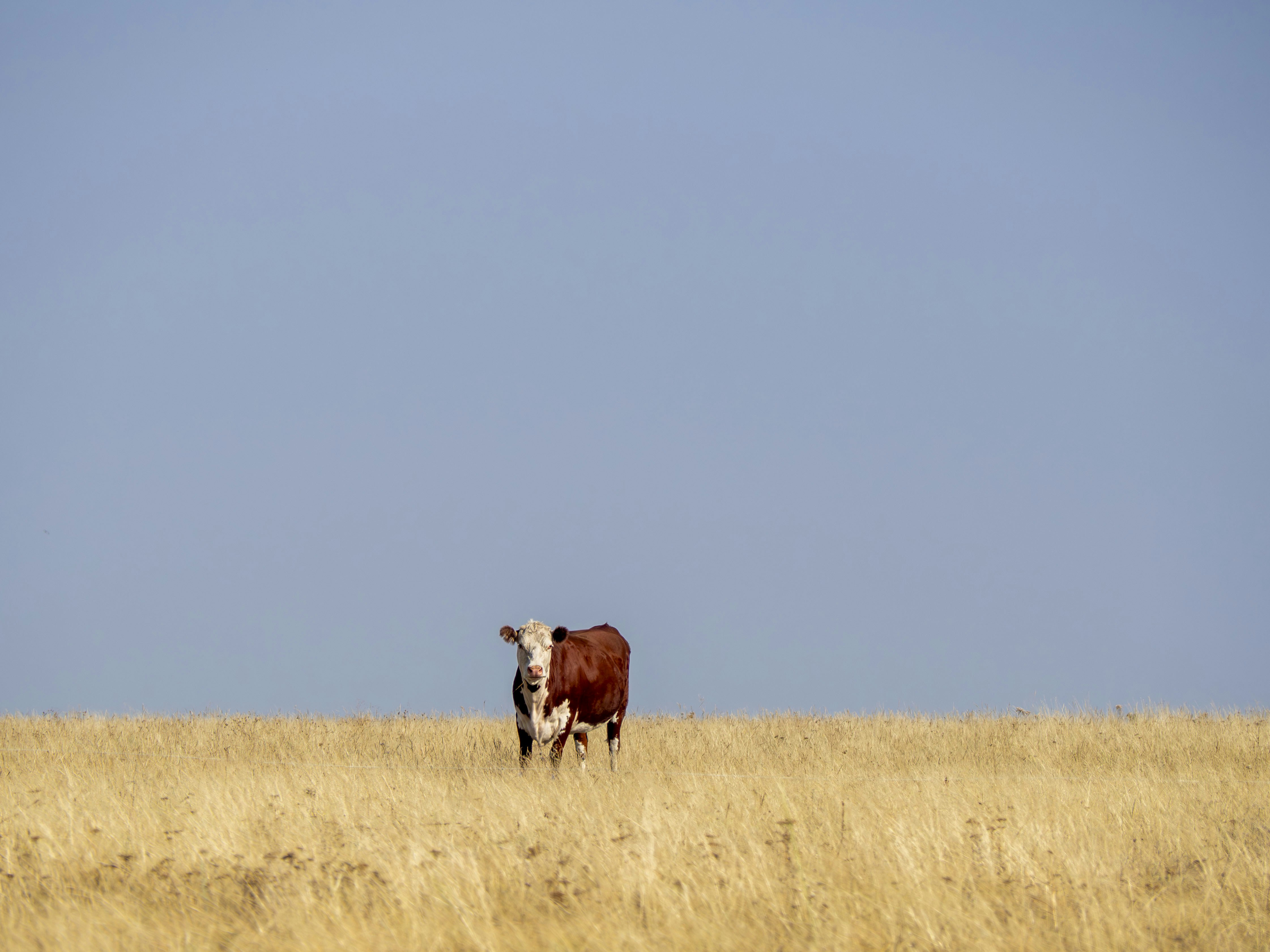 Lonely Cattle on a Golden Horizon