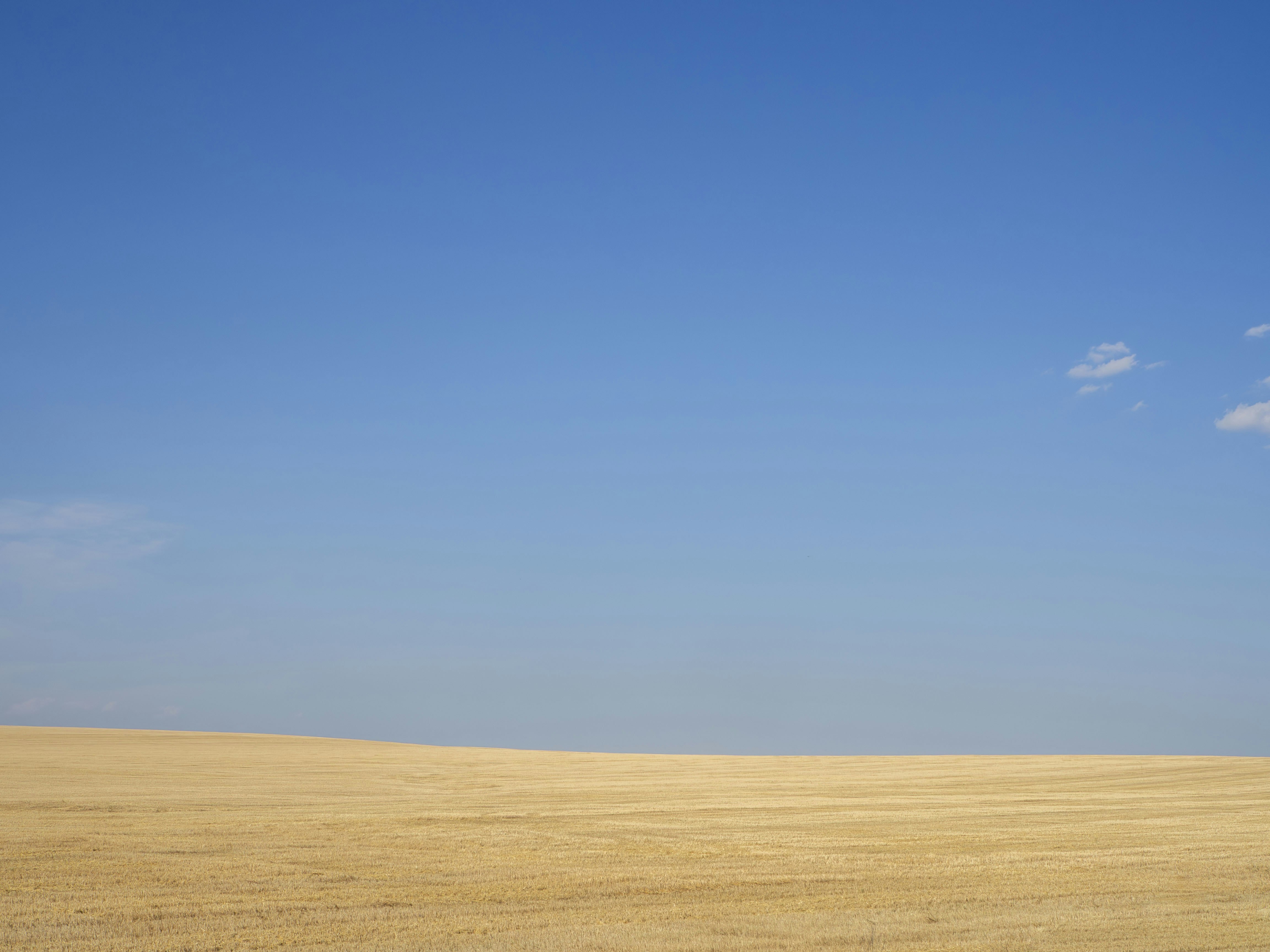 Horizon of Golden Waves Under a Clear Blue Sky