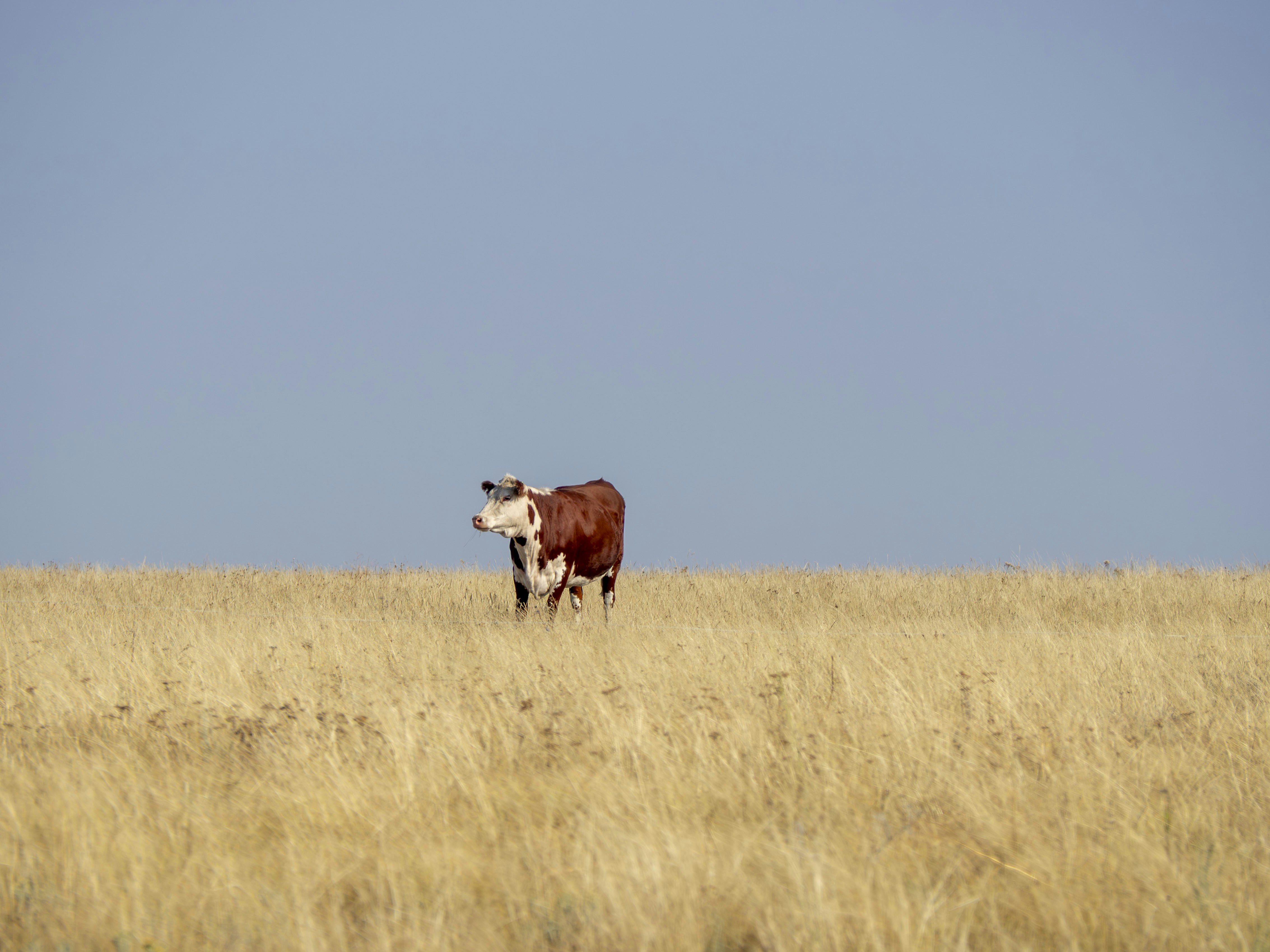  solitary cow on a sunlit grassescape under a wide blue sky