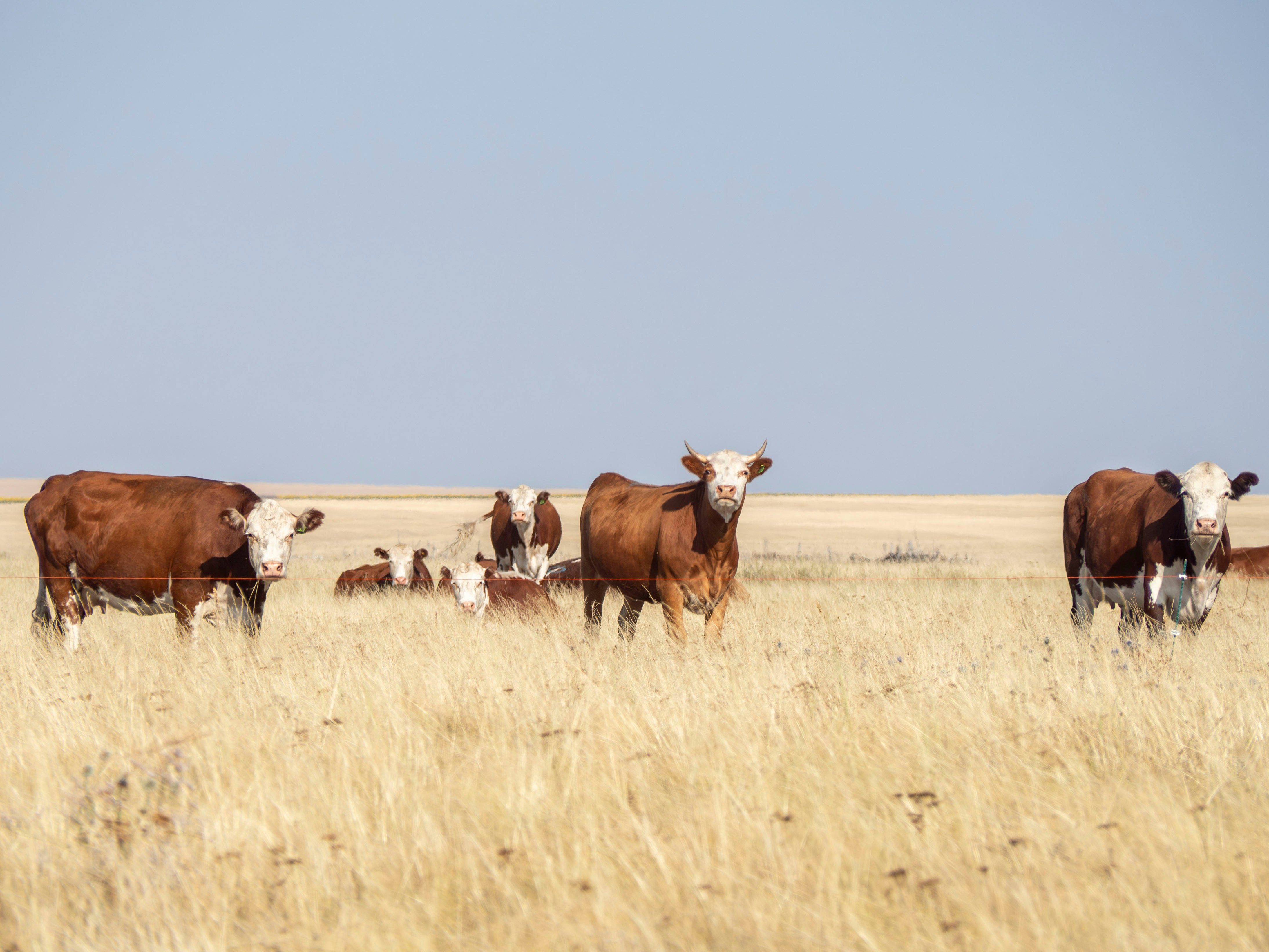 Line of Grazers under a Wide Prairie Sky