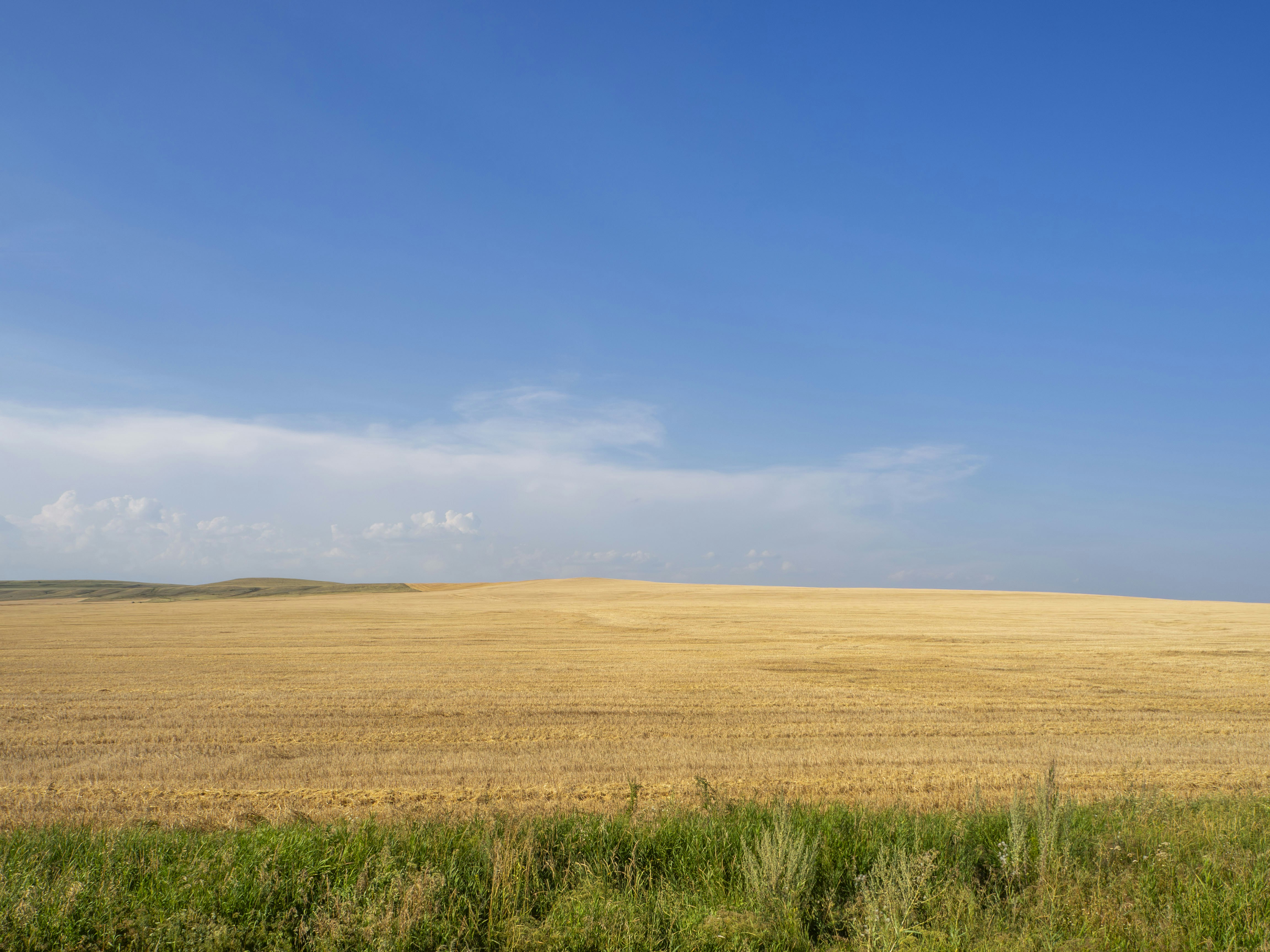 Golden Prairie Under Wide Sky