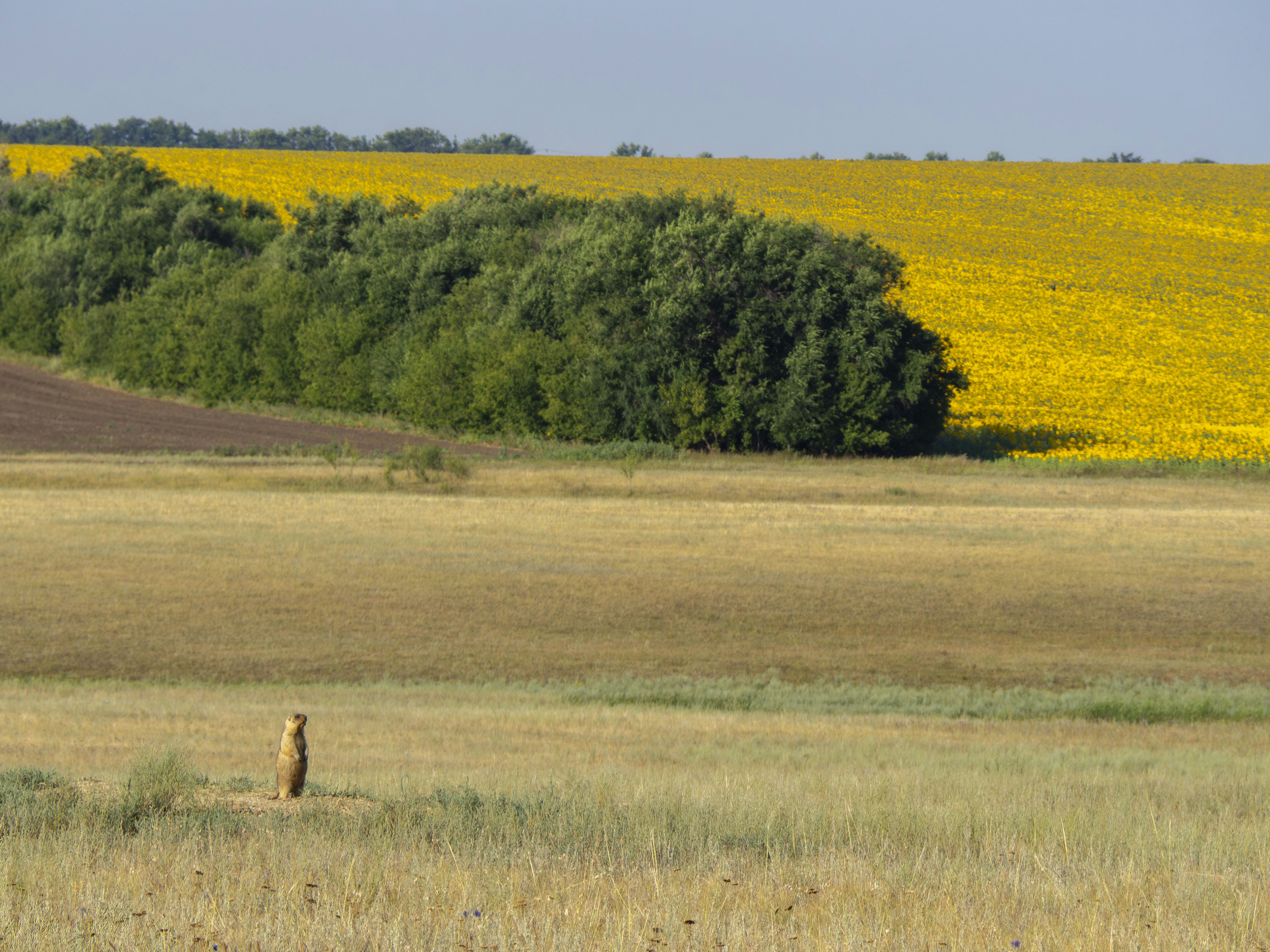Field of Gold: Lone Terrier in a Quiet Prairie