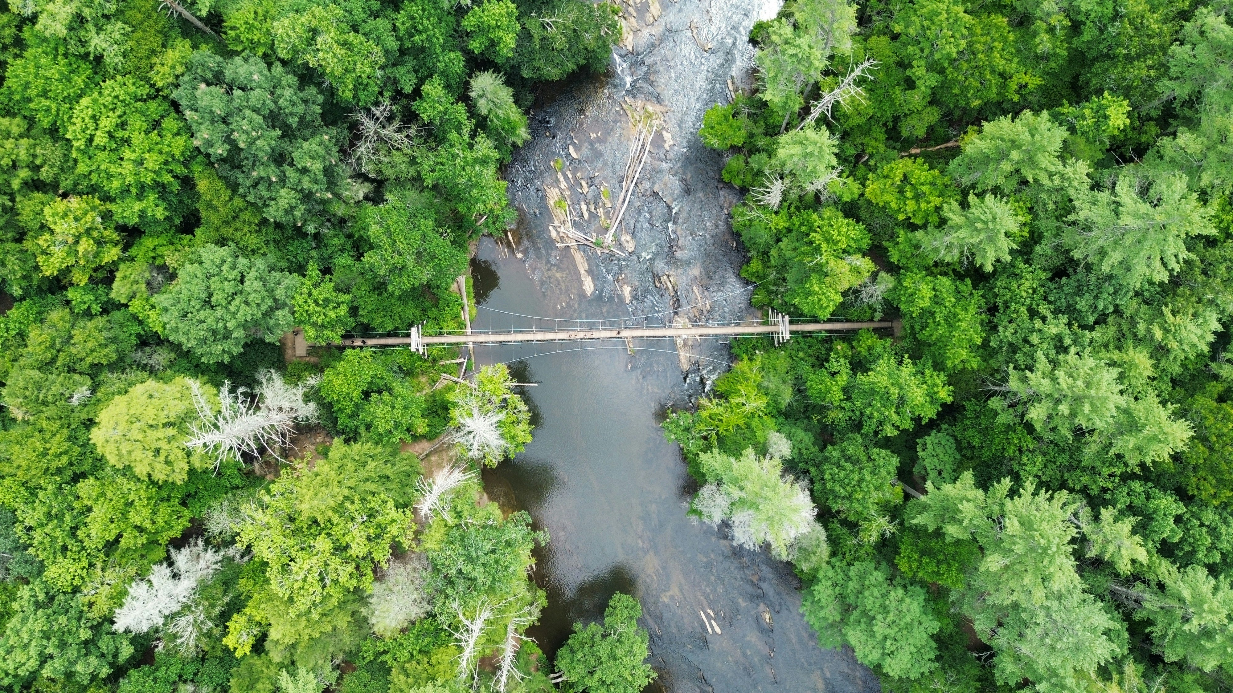 Bridge over a River Spine Through Dense Forest