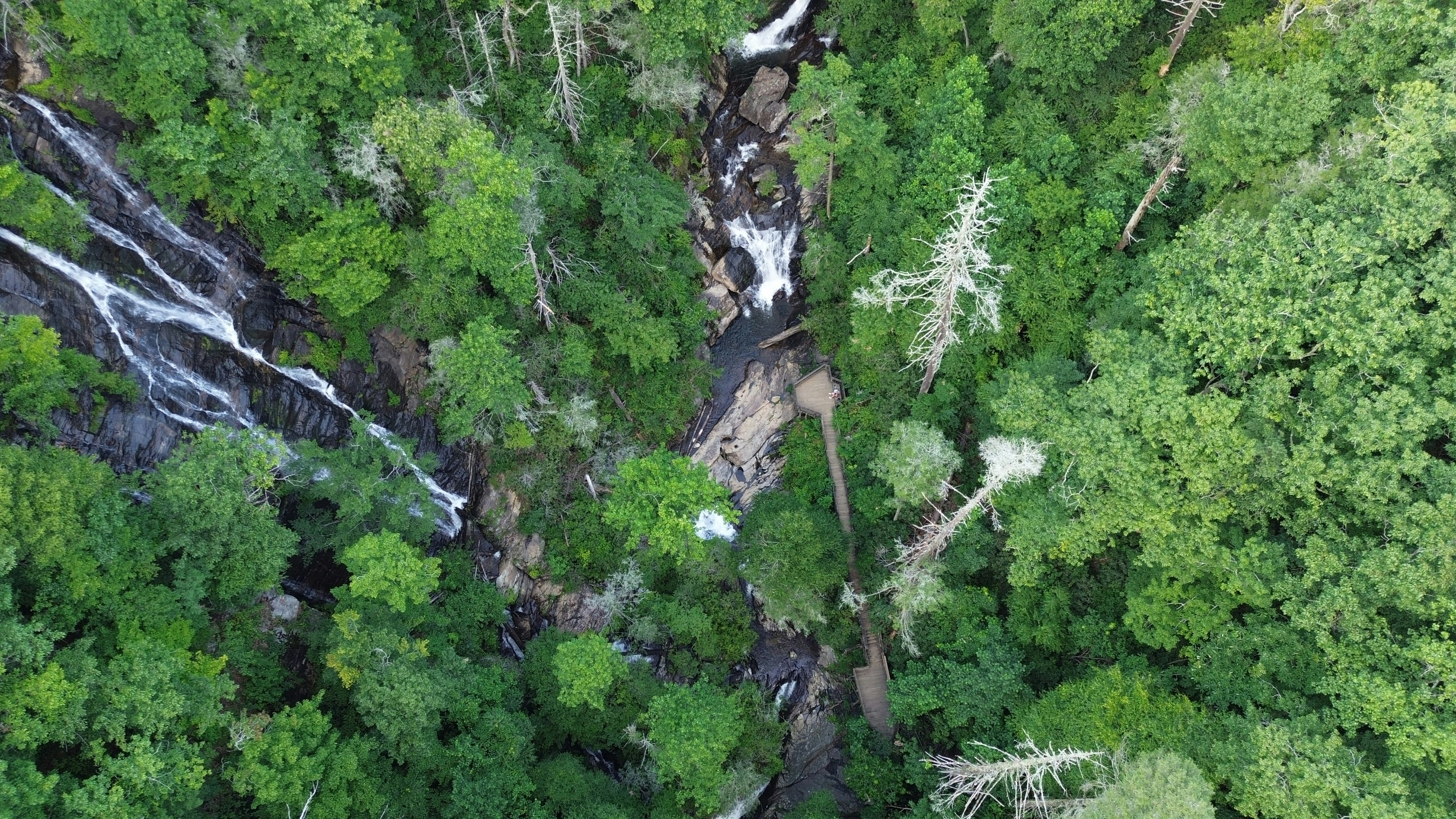 Verdant Cascade: Aerial Portrait of a Forested Riverbed from Above