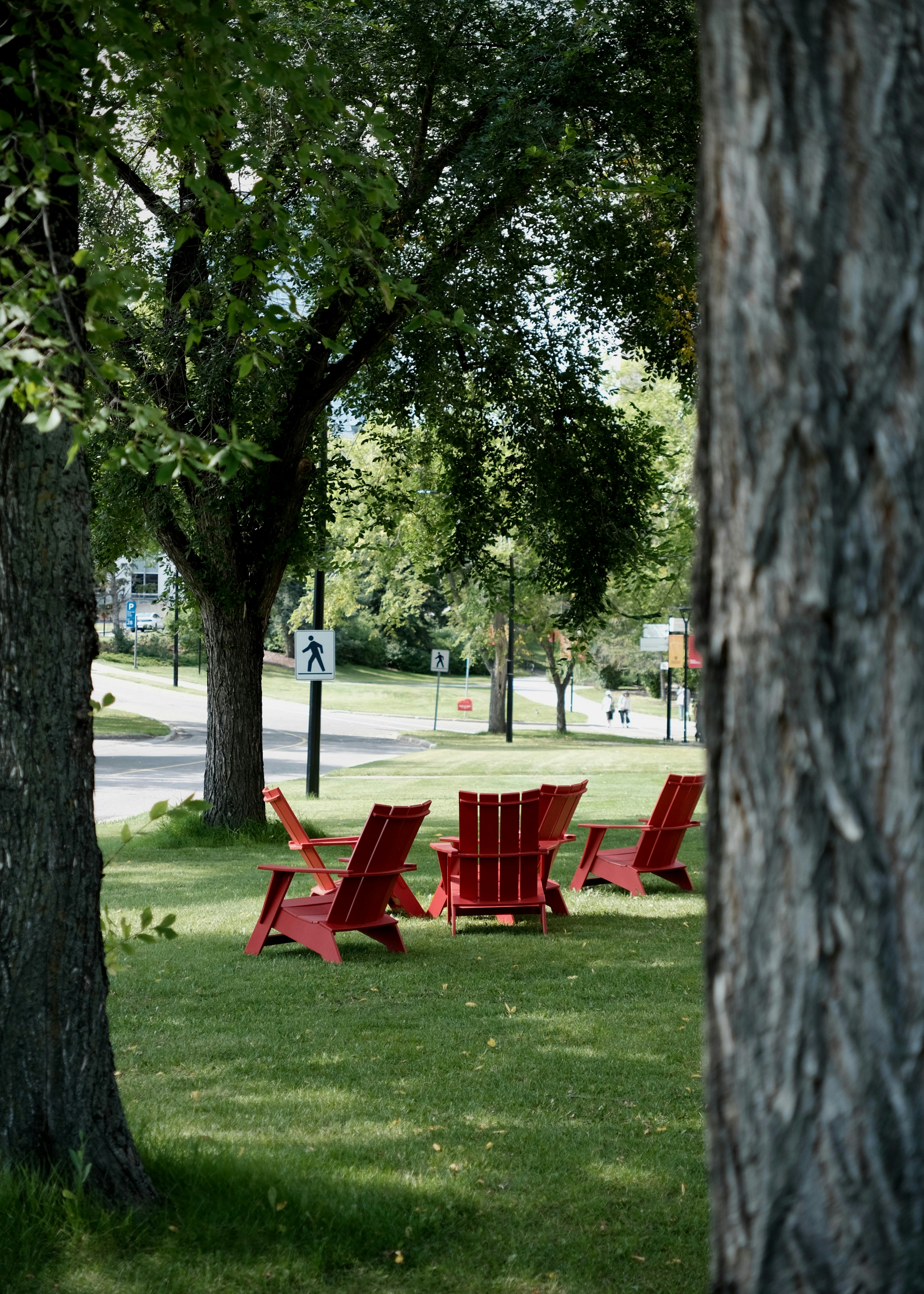 Red Adirondack Chairs Framed by Tall Trees in a Quiet Park