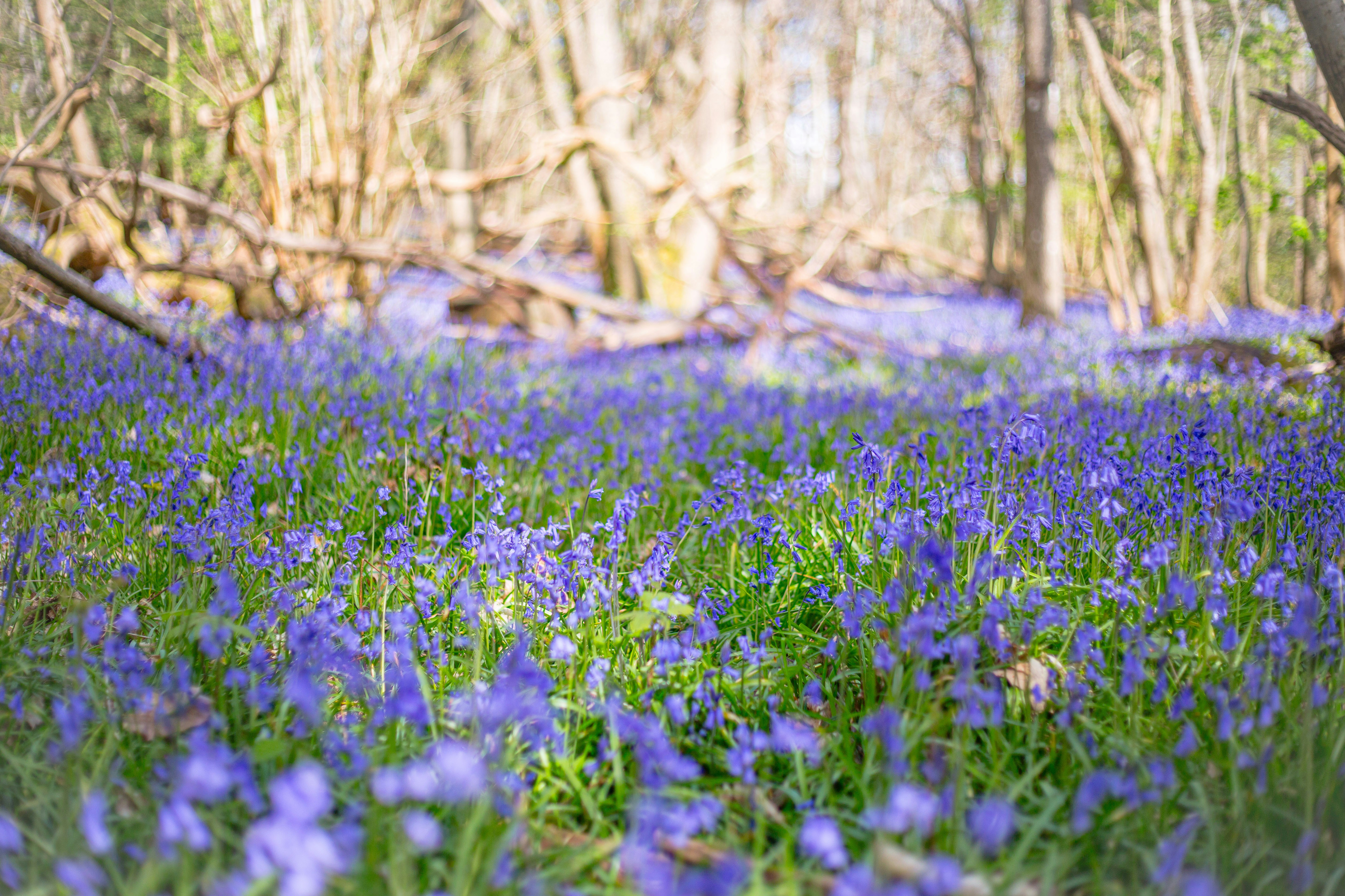 Bluebell Carpet at the Edge of the Shaded Wood